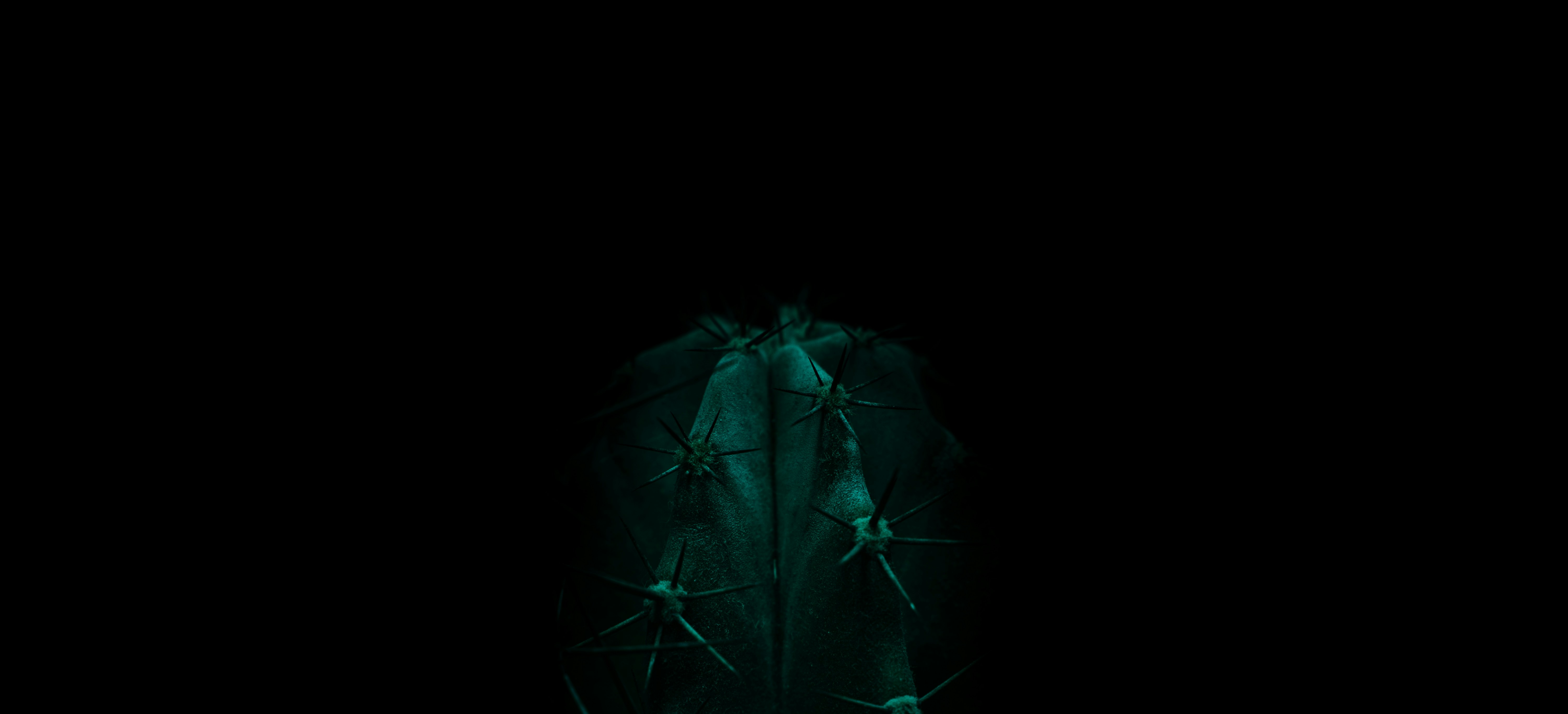 Midnight Cactus Veil: A Hidden Greenform Emerges in Darkness