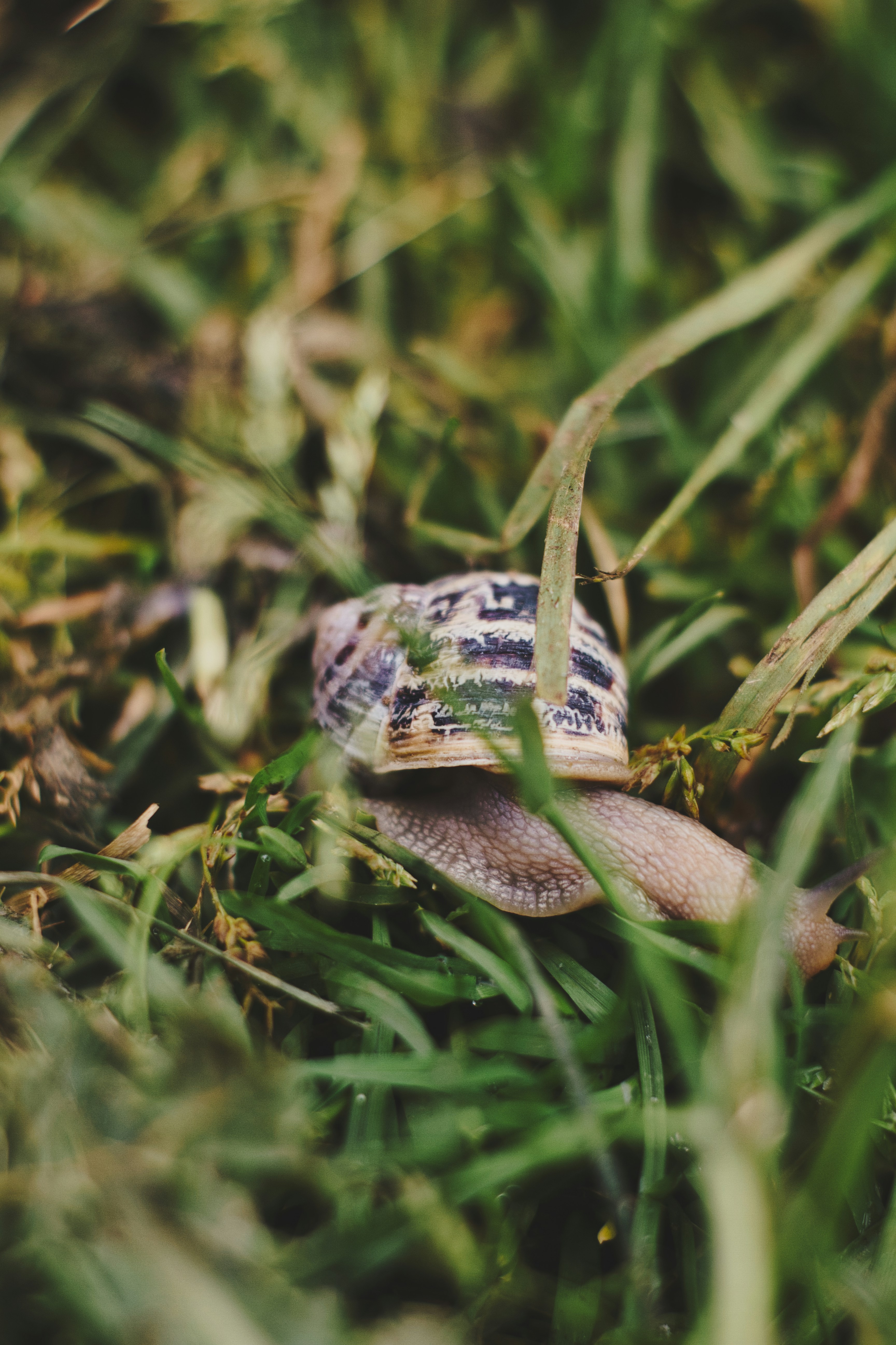 Hidden spiral in the grass: a garden snail threads through sunlit blades.