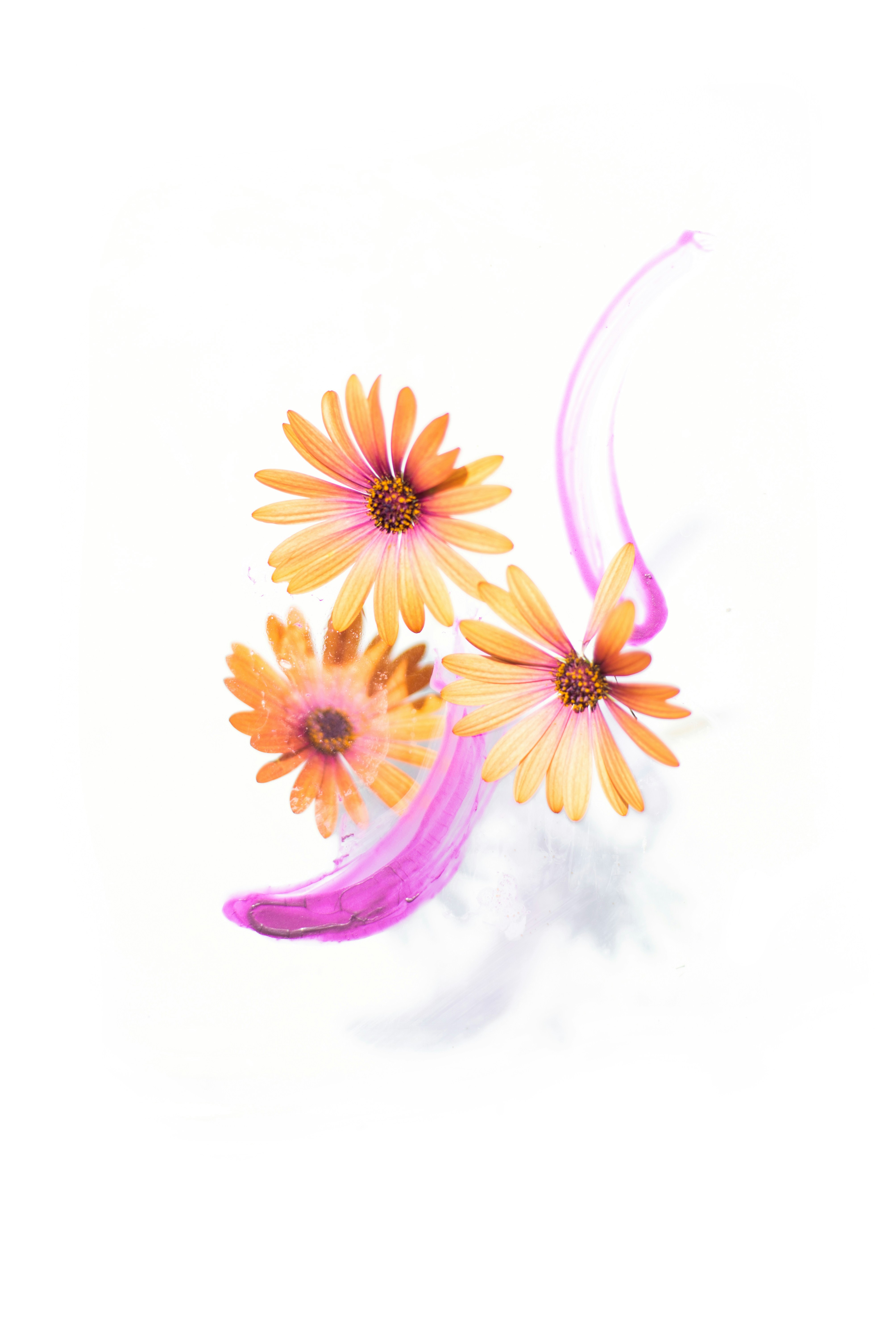 Three vibrant orange daisies float gracefully in a swirl of pink liquid, creating a harmonious composition against a white background.