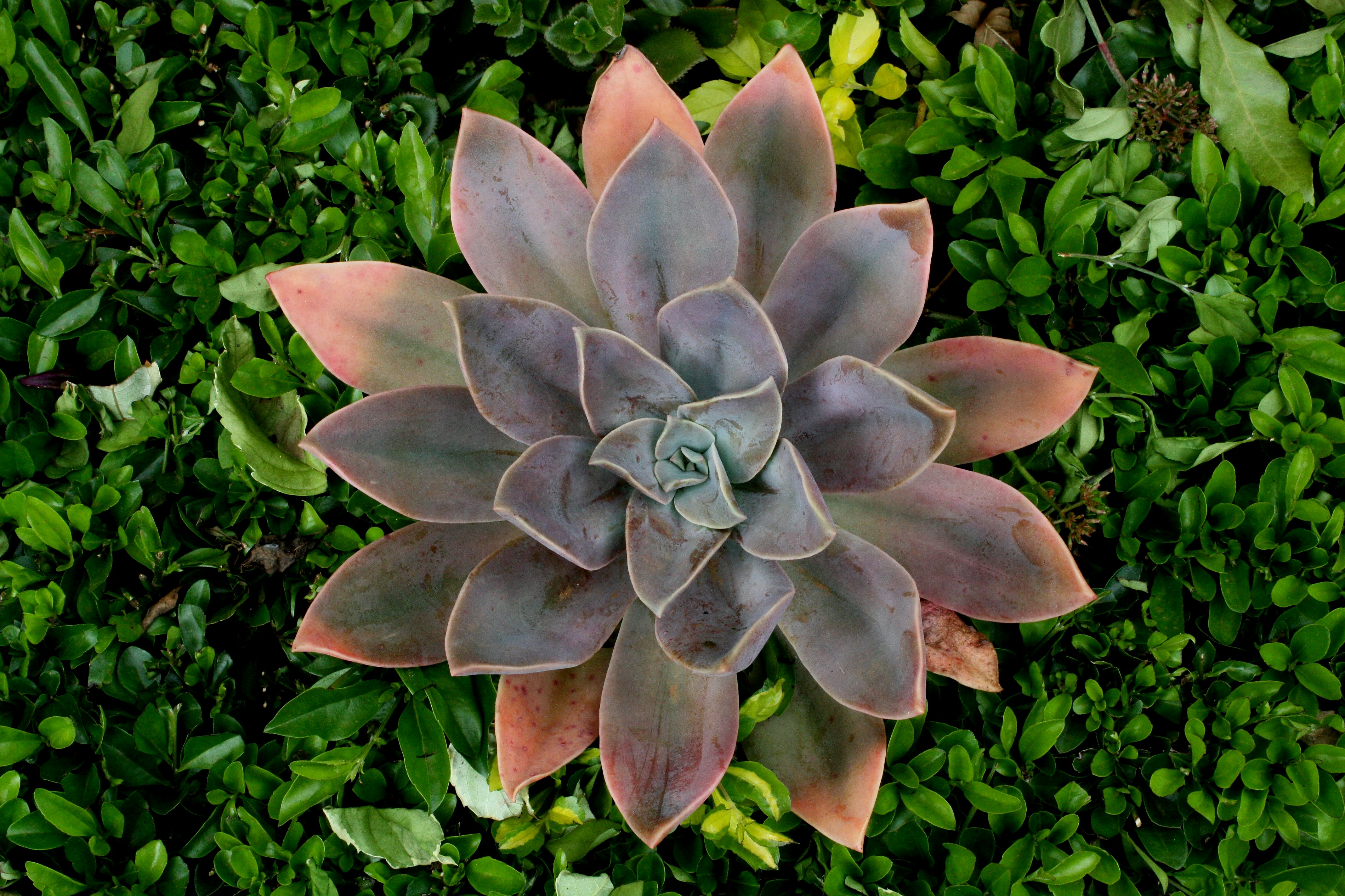 Symmetrical Succulent in Bursting Green Frame