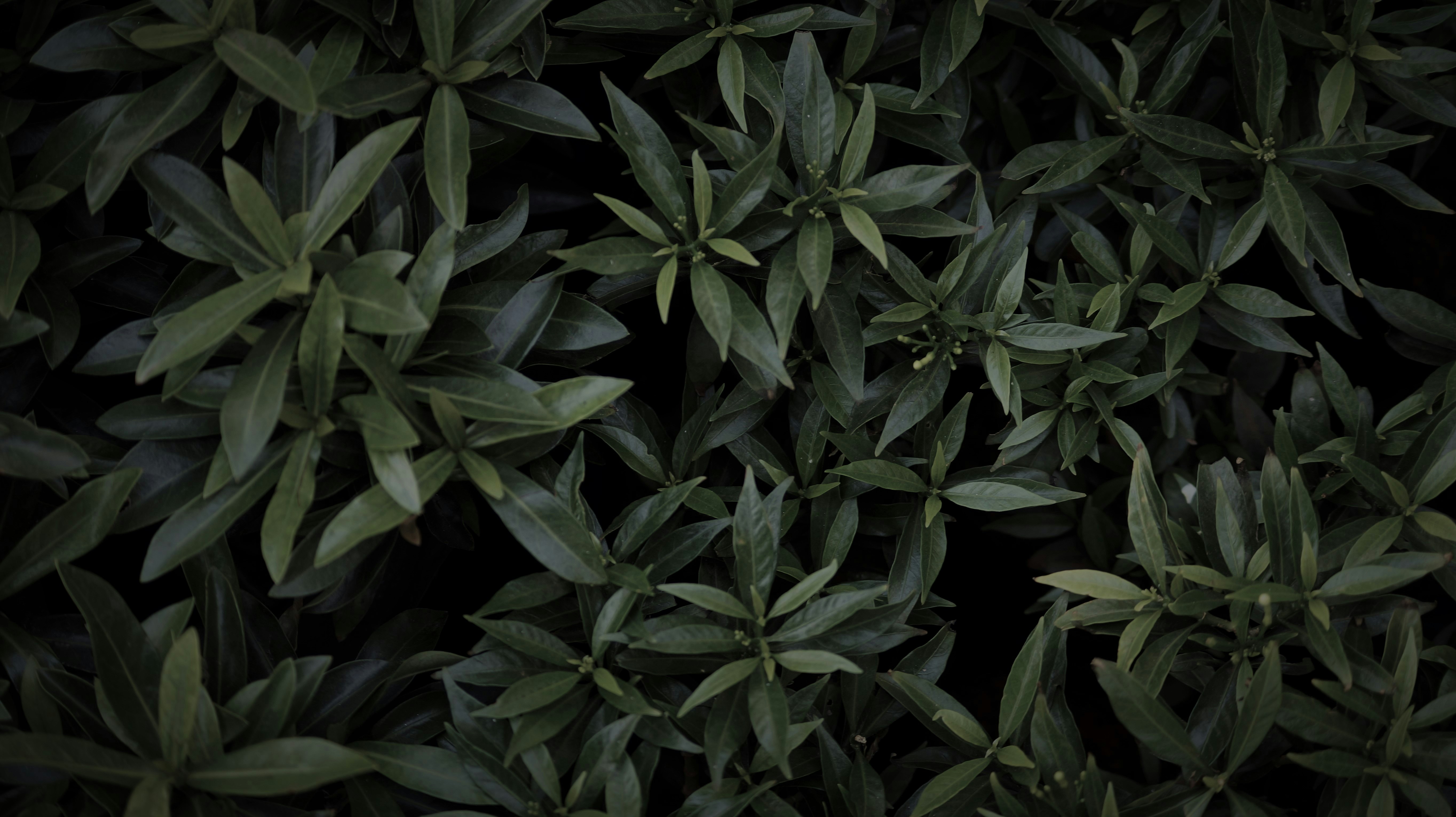 I captured it on sony a-58.
I hope you like it. | green leaves plant during daytime