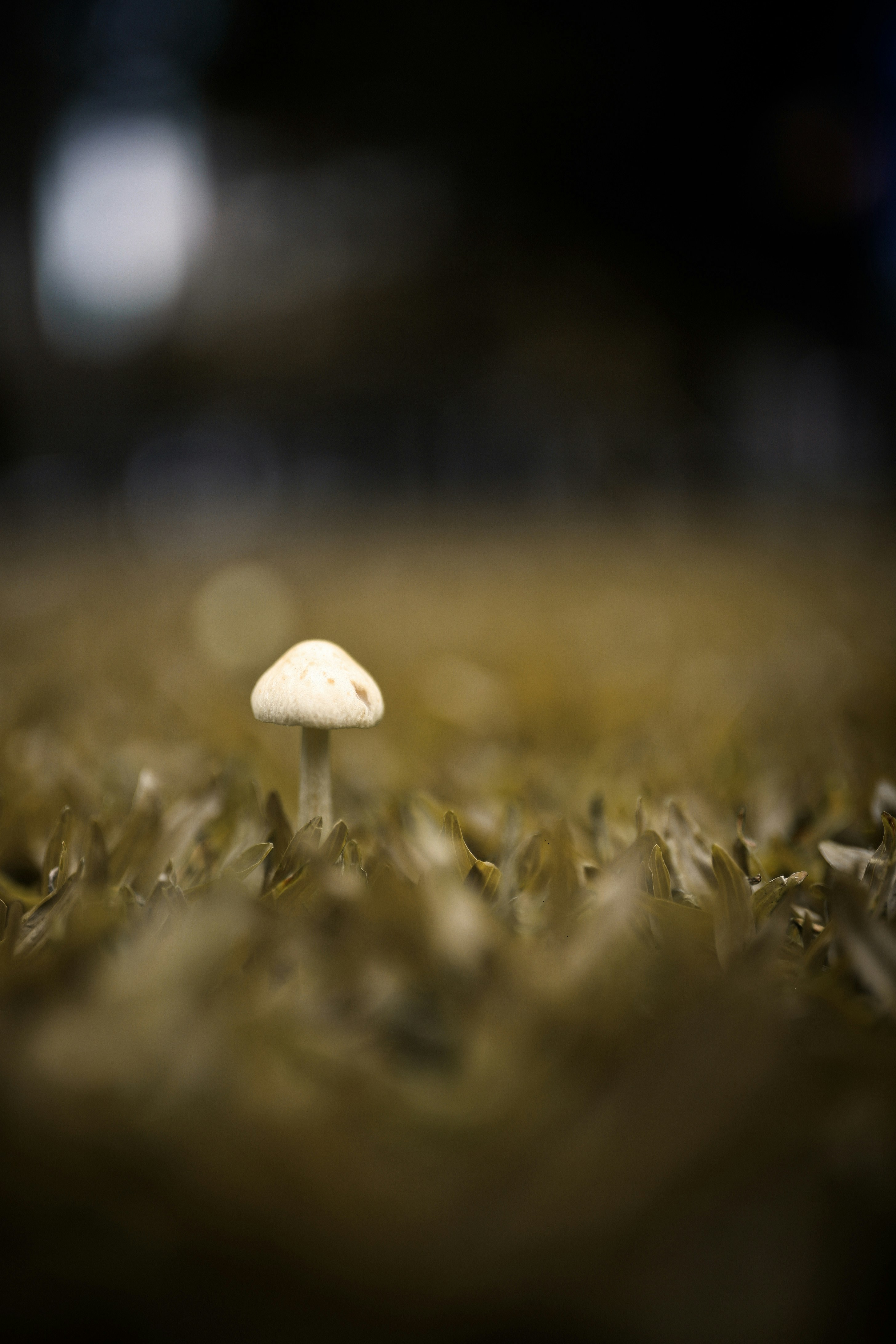 Lone Mushroom on a Velvet Meadow: A Micro Scene in Soft Focus