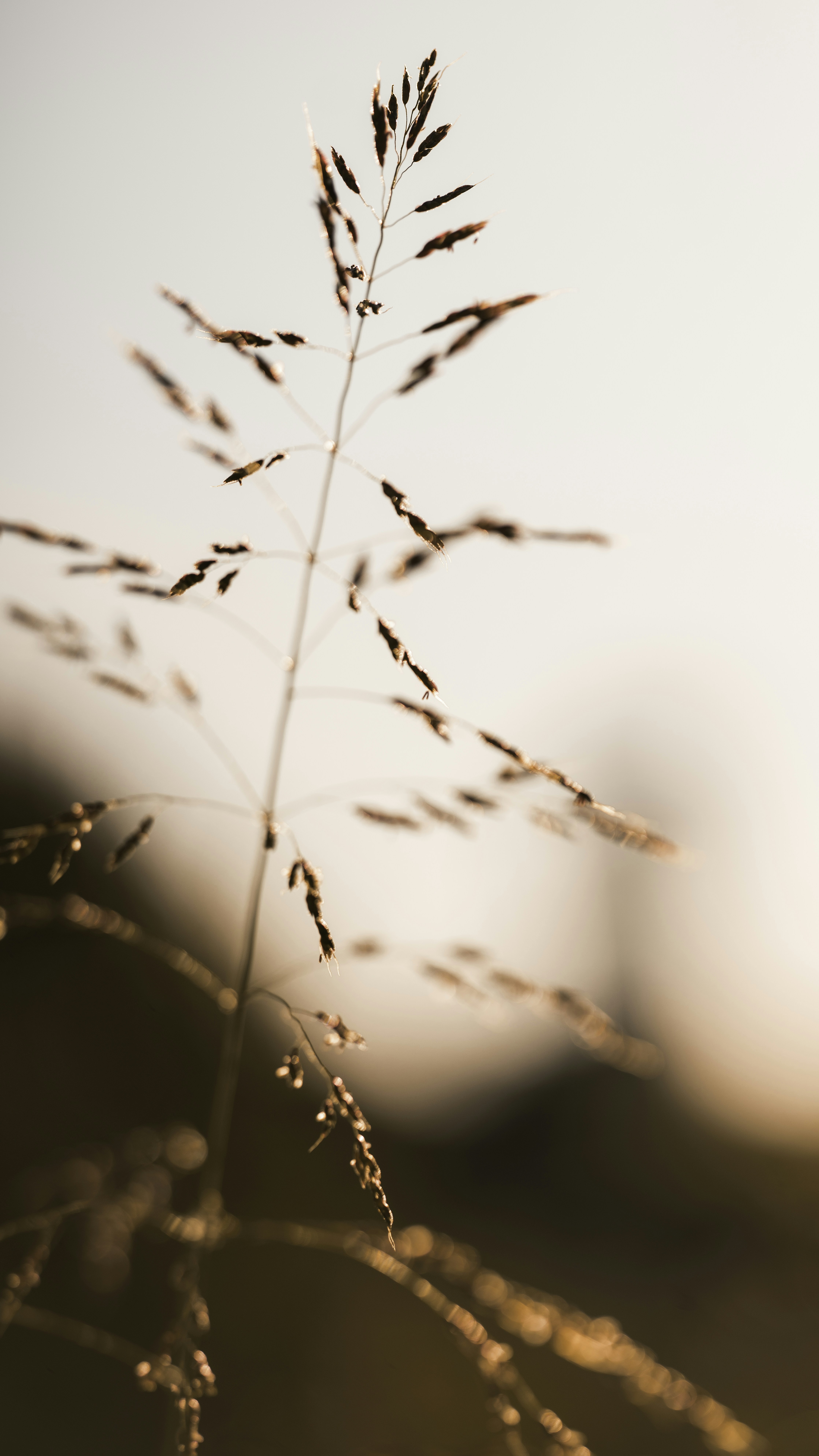Sunlit Seed Heads: A Quiet Study in Backlit Grass