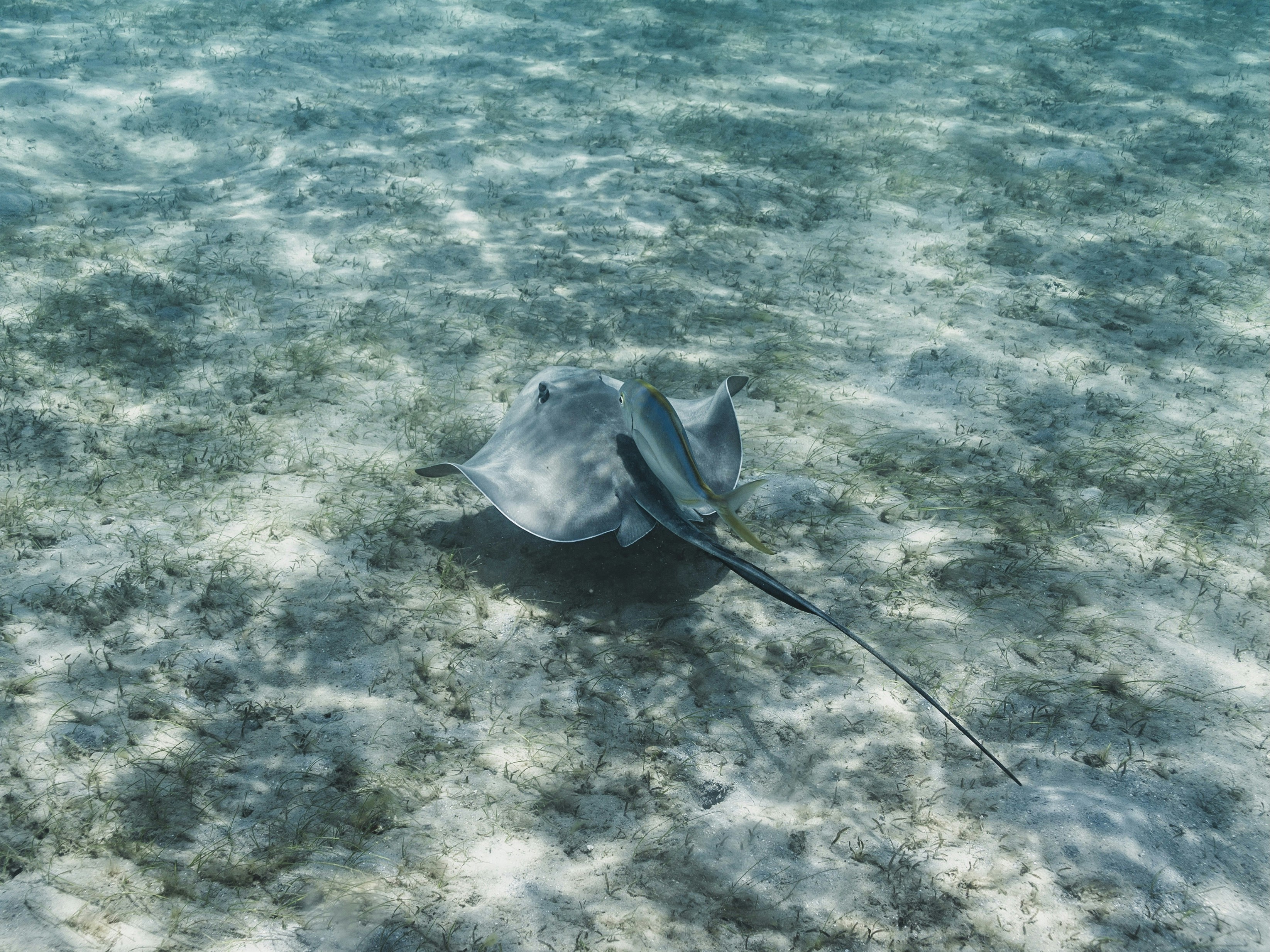 Sunlit Silhouette: a stingray gliding over rippled, sun-dappled sand