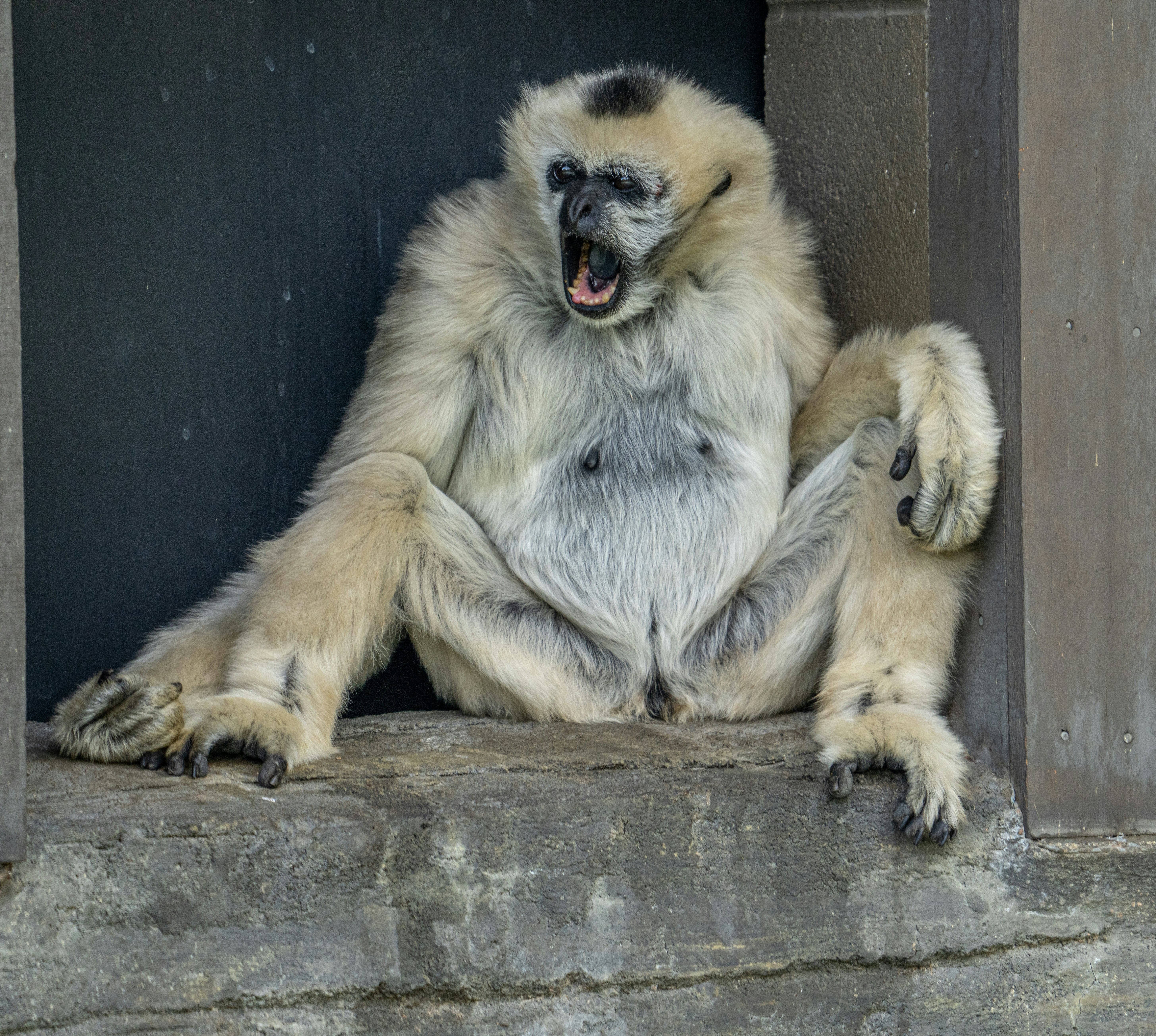Doorway Yawn: A Silky-Limbed Primate Framed in Morning Light