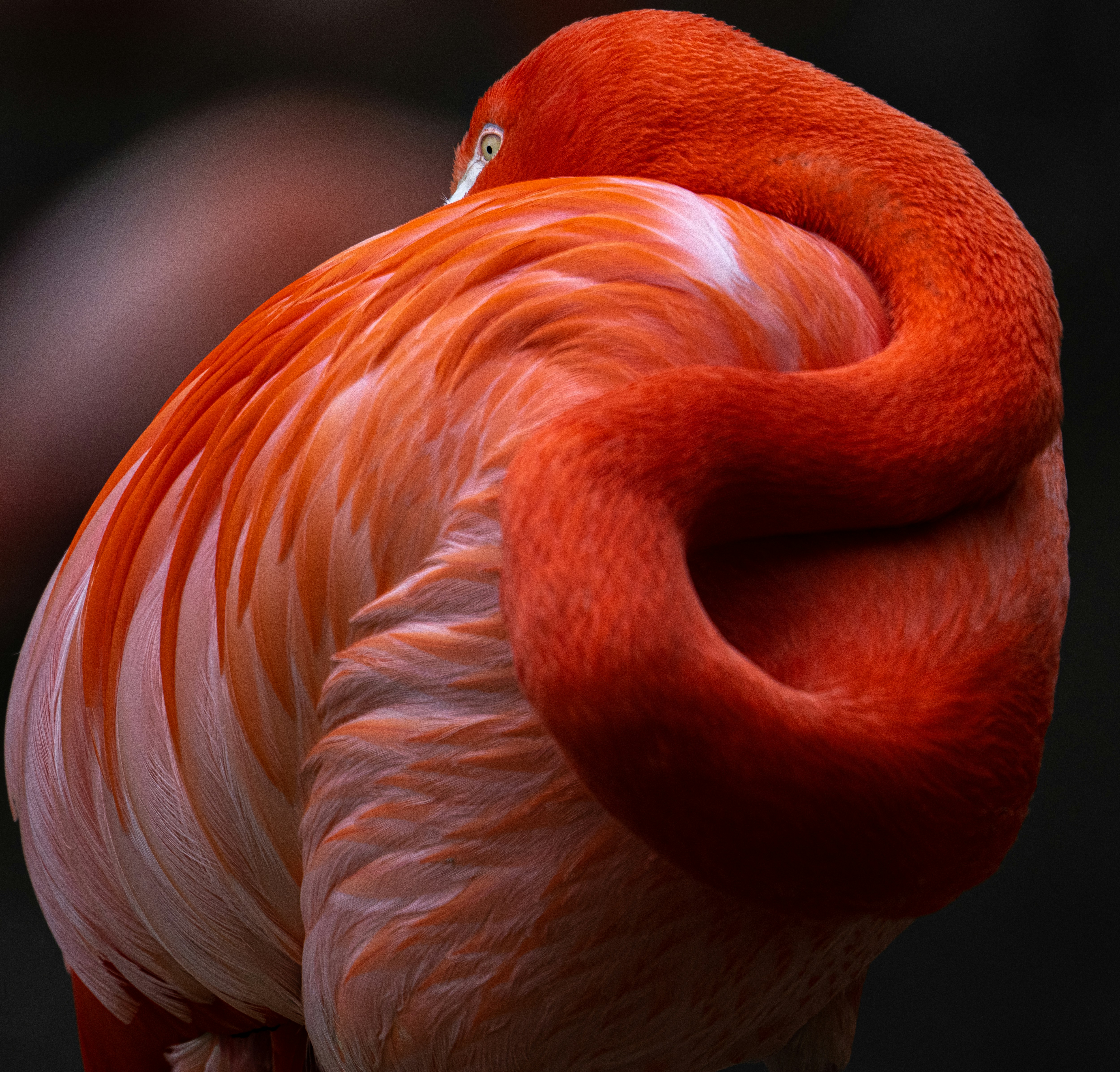pink flamingo in close up photography