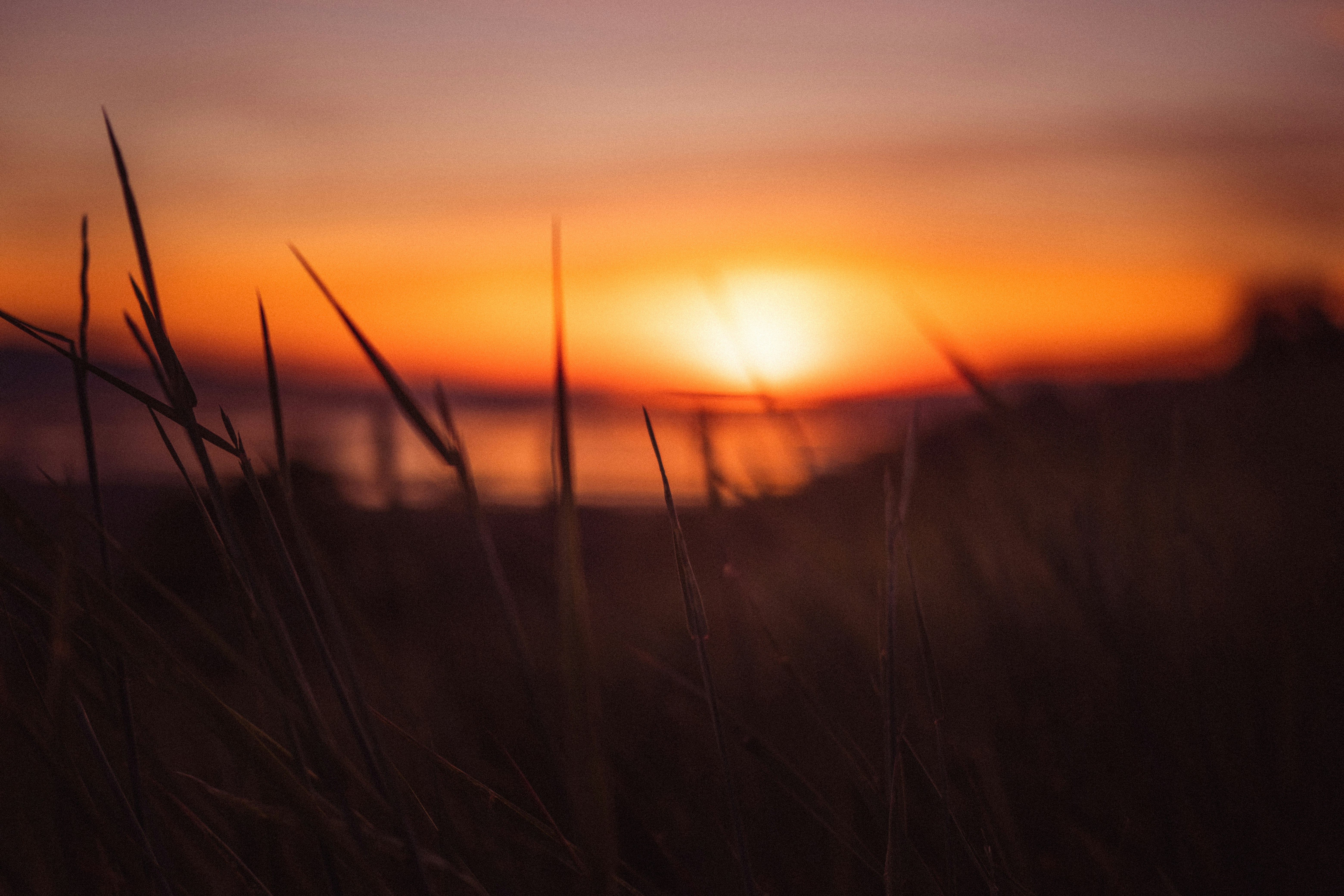 Green grass during golden hour photo – Free Sunset Image on Unsplash