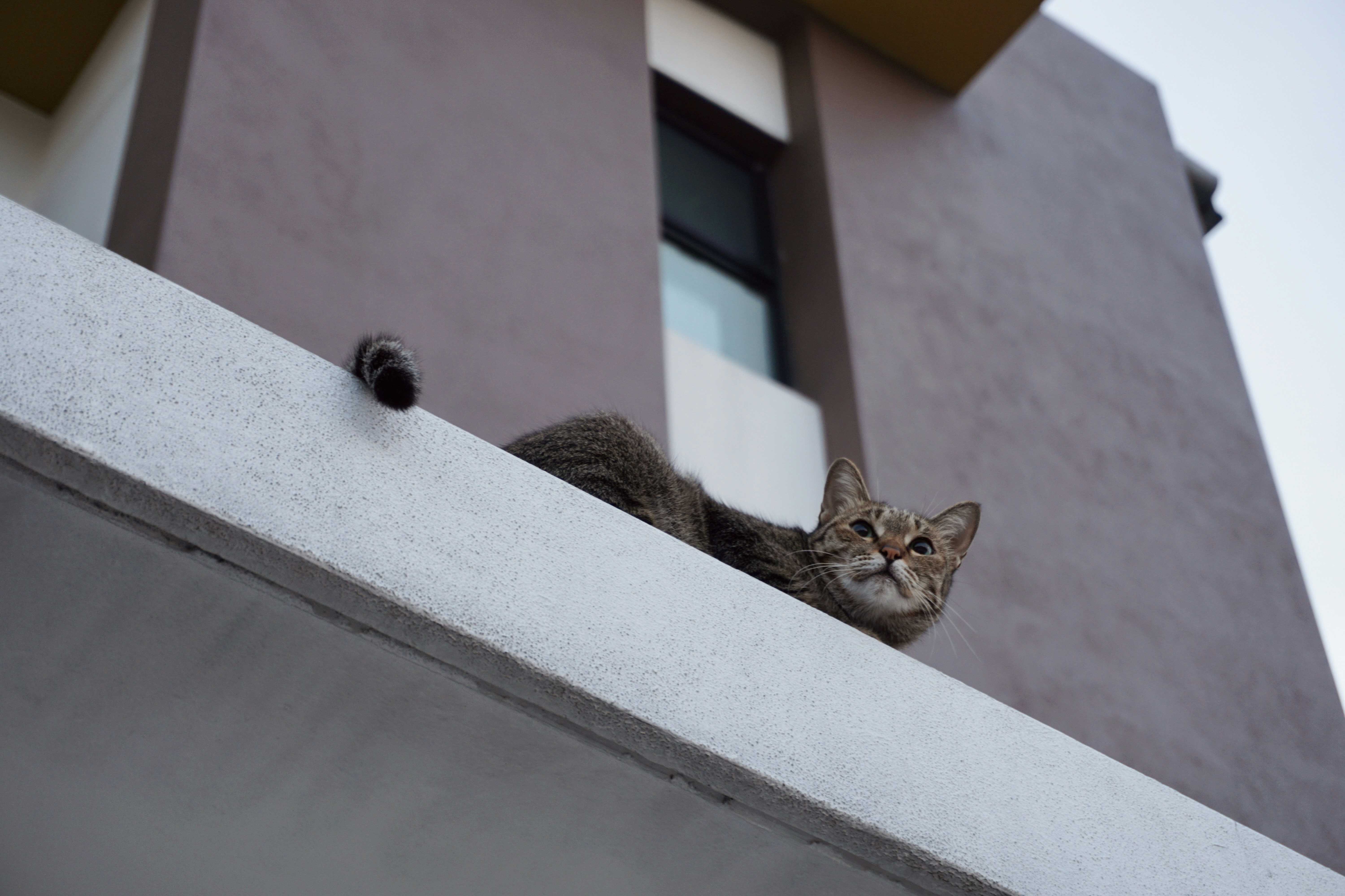 A curious cat perches on a ledge, surveying its surroundings against a backdrop of modern architecture.