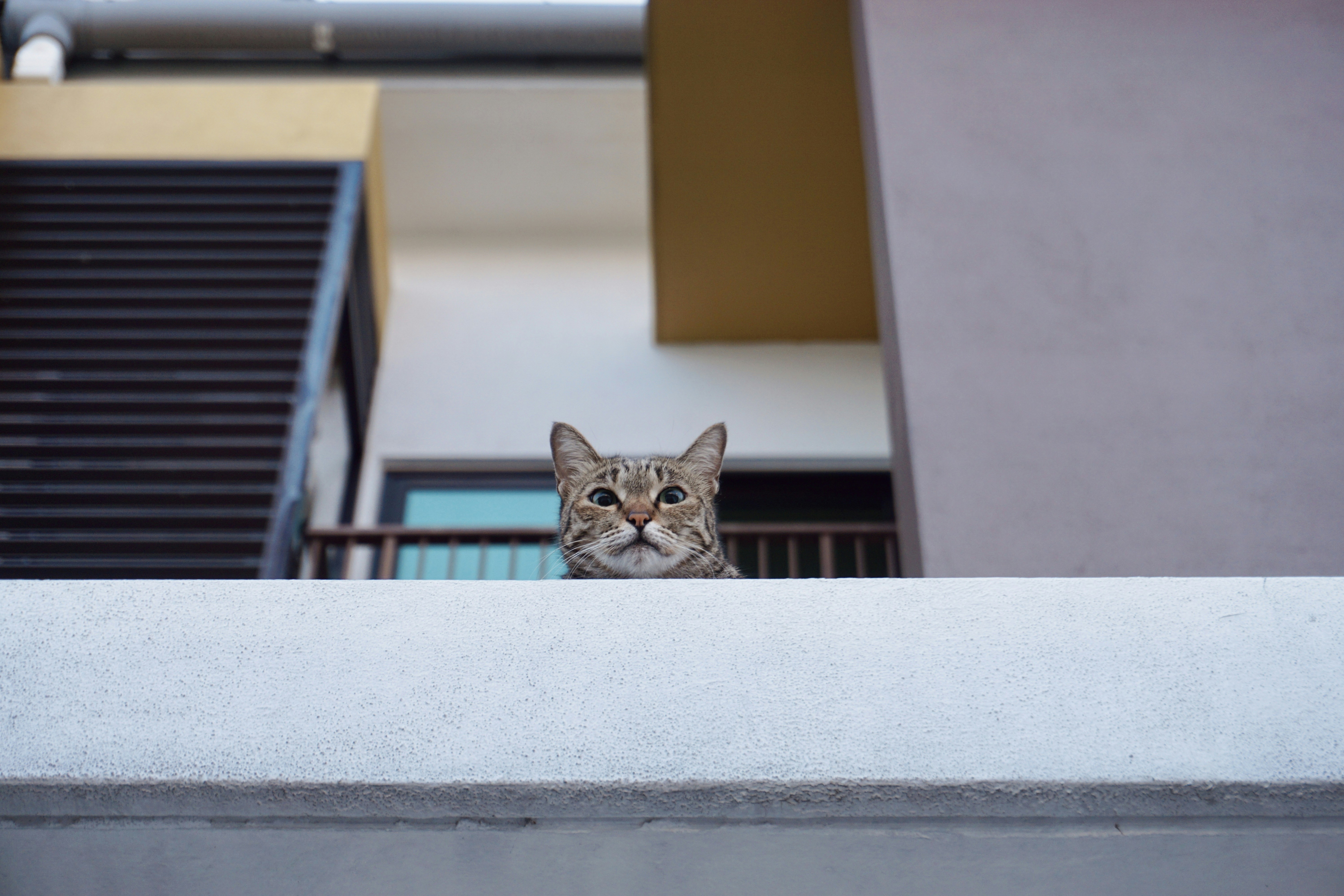 A tabby cat peering over a balcony railing, showcasing its inquisitive expression against a backdrop of modern architecture.