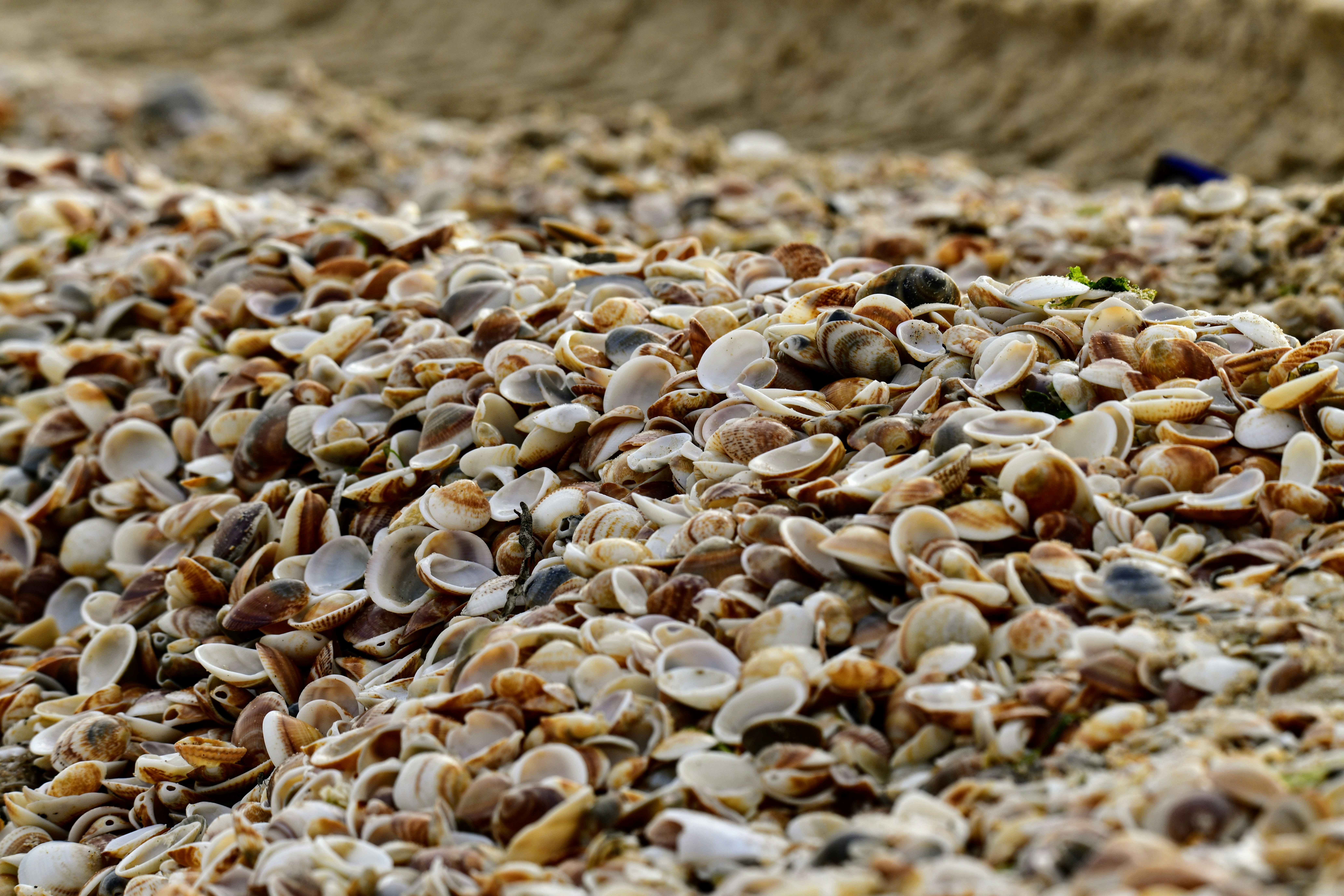 Captured these sea shells by the millons on a beach.
