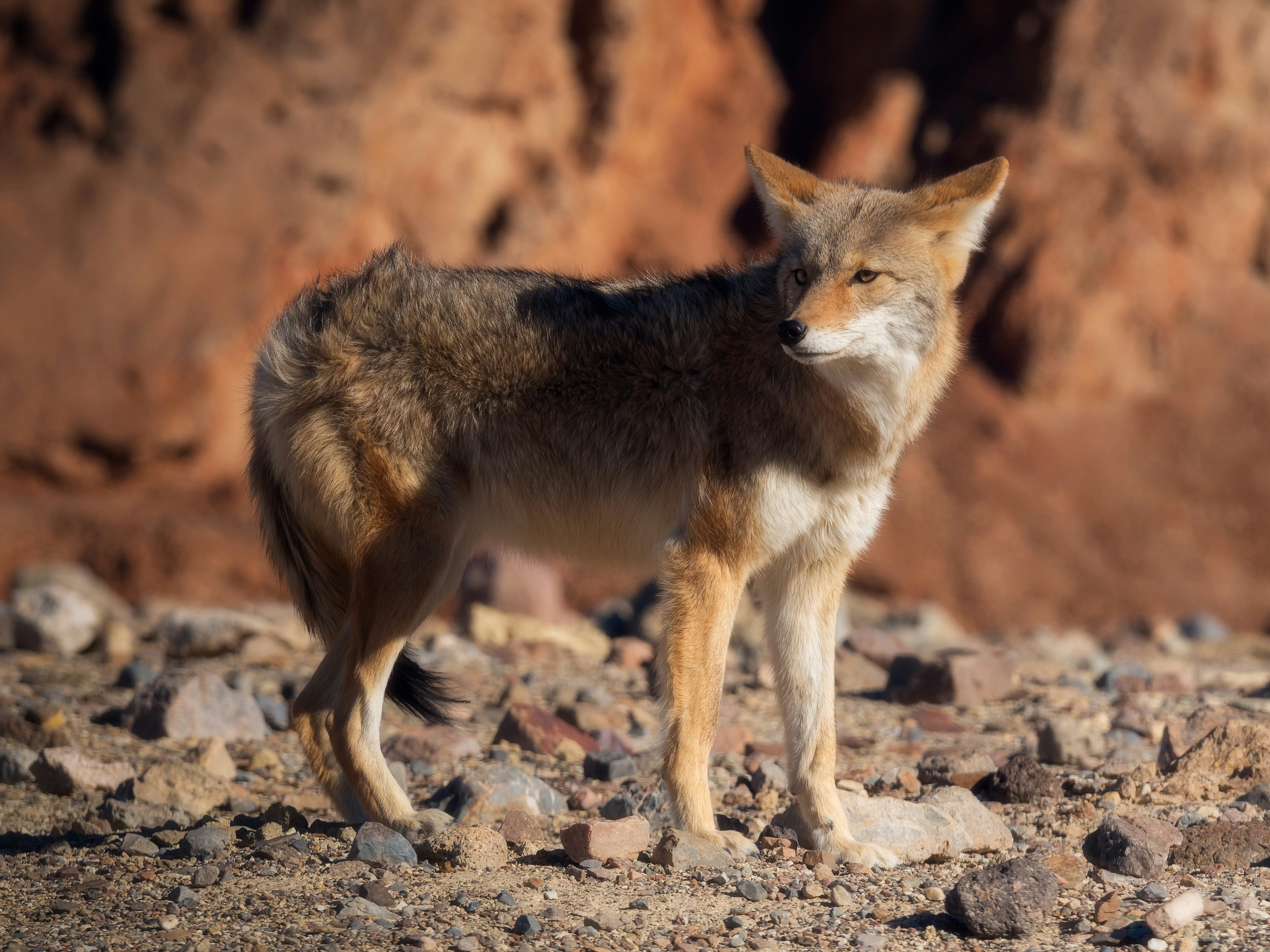 Brown and white fox on brown ground during daytime photo – Free ...