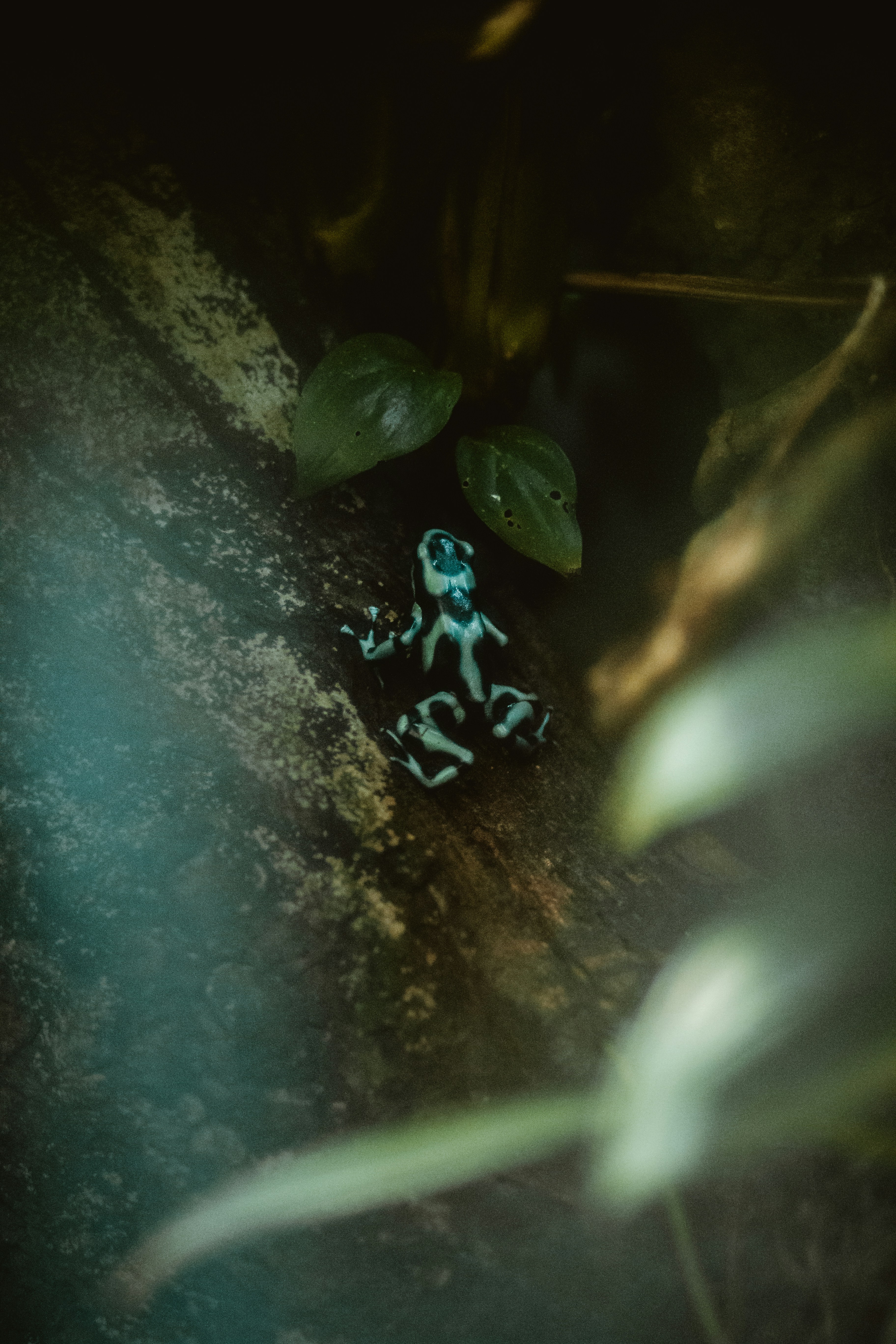 Black and white frog on green tree photo – Free Bronx zoo Image on Unsplash