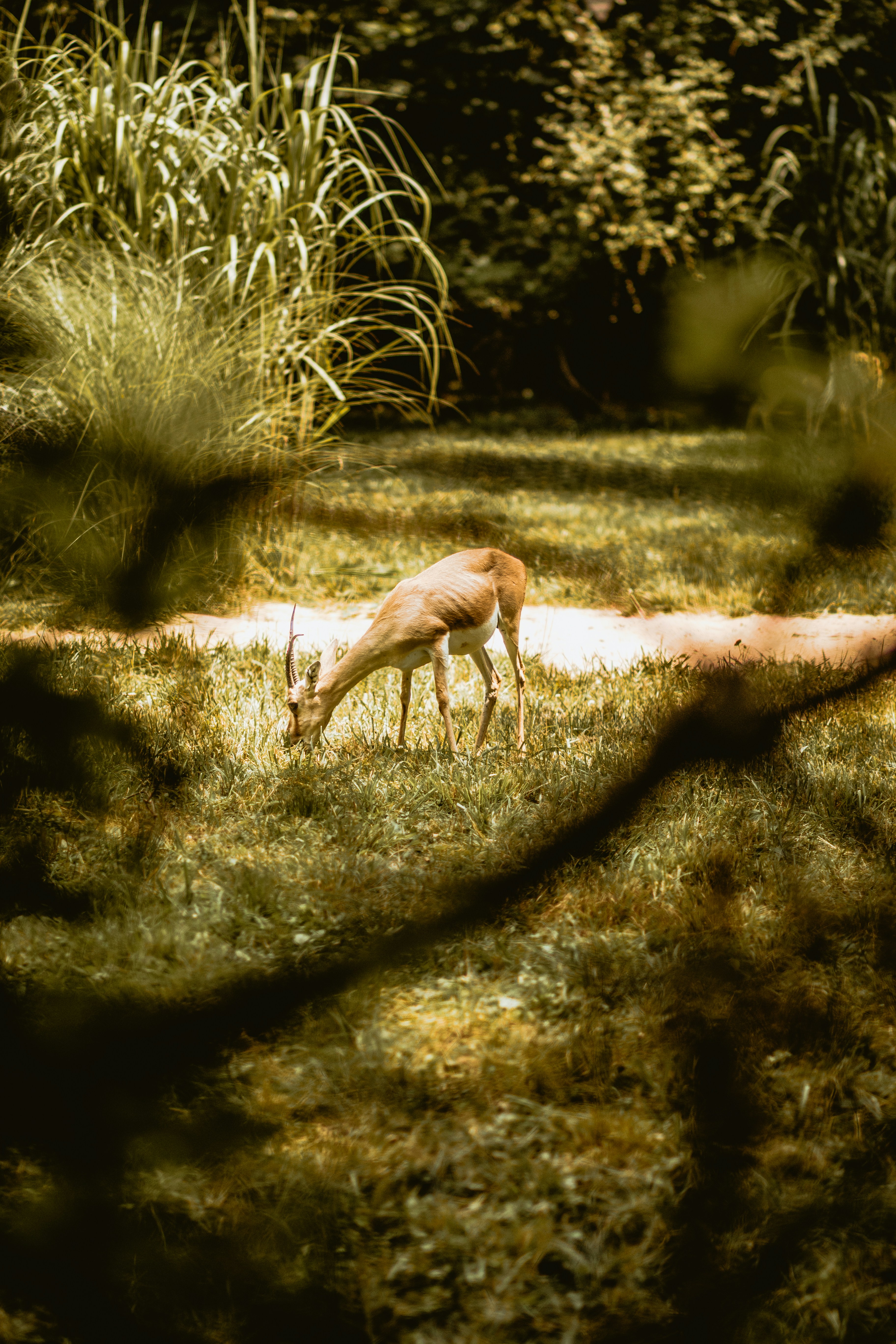 Brown deer on forest during daytime photo – Free Bronx zoo Image on ...