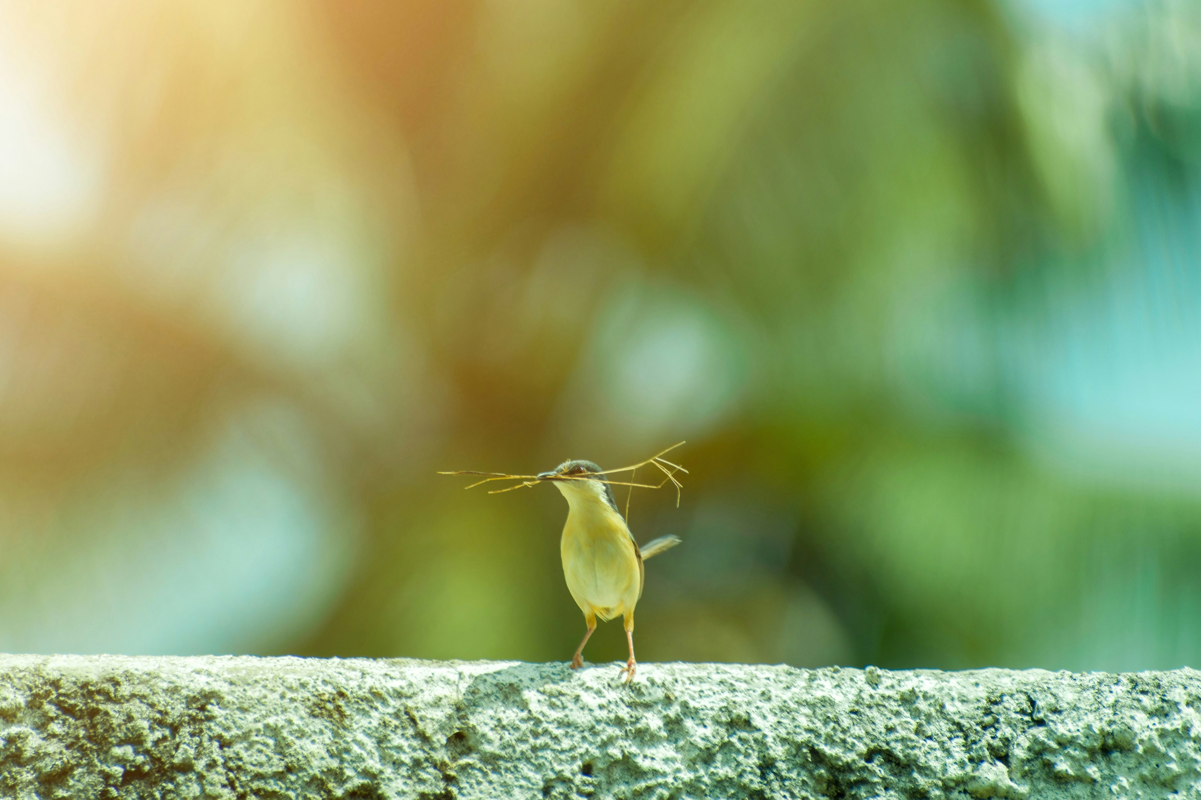 Sunlit Warbler on a Weathered Ledge: A Moment of Delicate Contrast