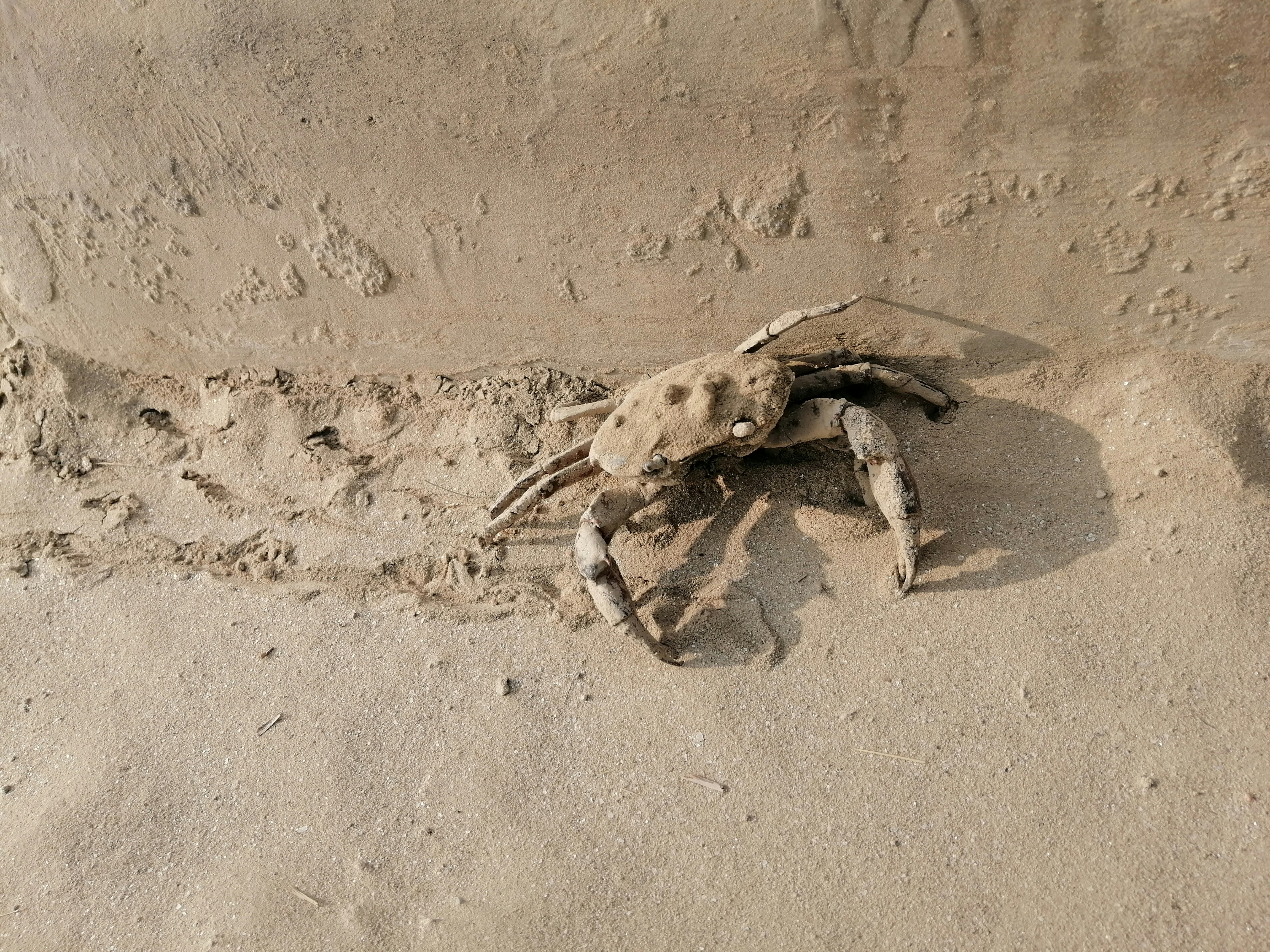 A crab navigating through sandy terrain, leaving its trail behind. The scene captures the essence of coastal life.