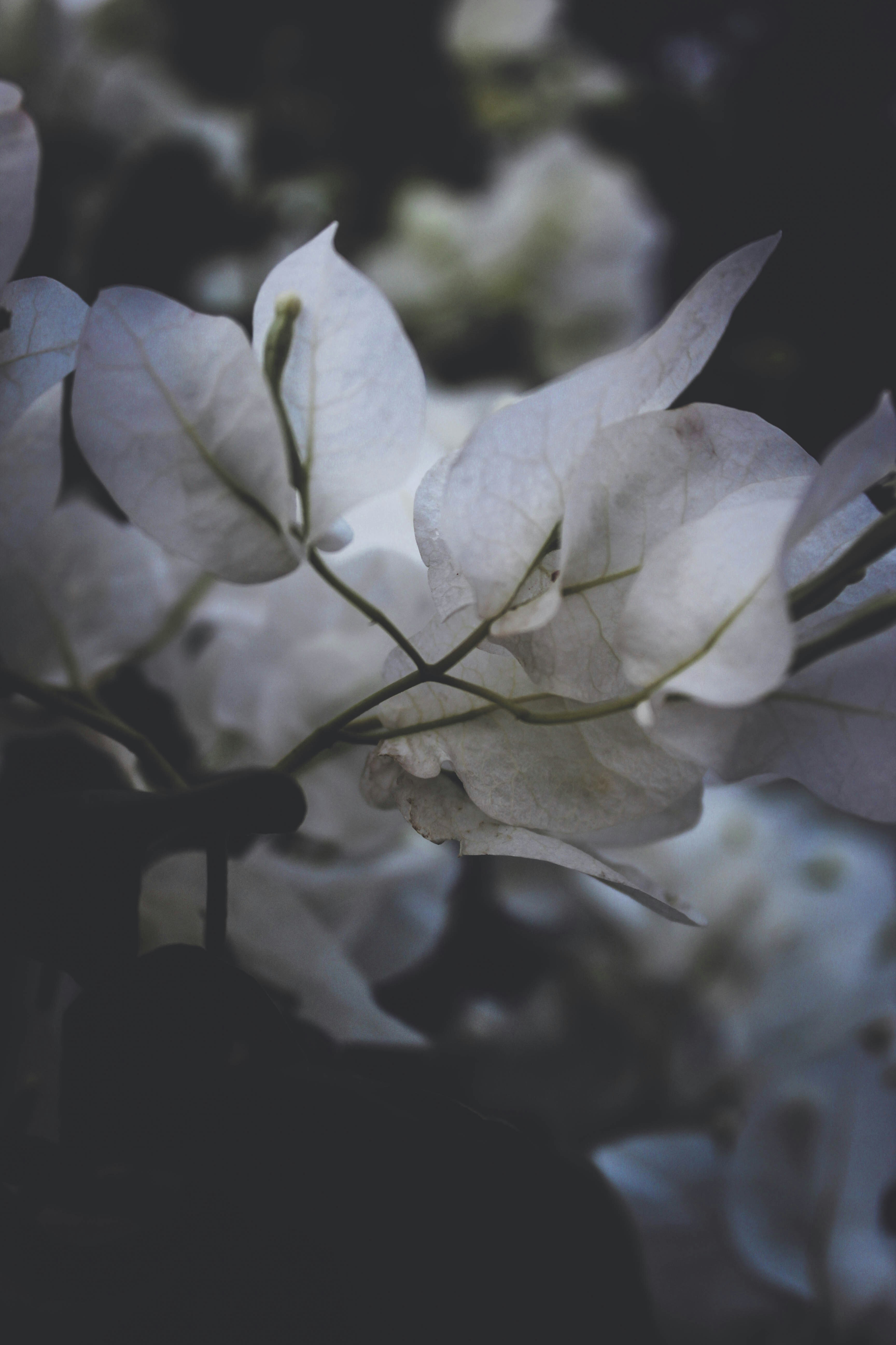 Delicate white bougainvillea petals softly illuminated against a blurred backdrop, creating an ethereal atmosphere.