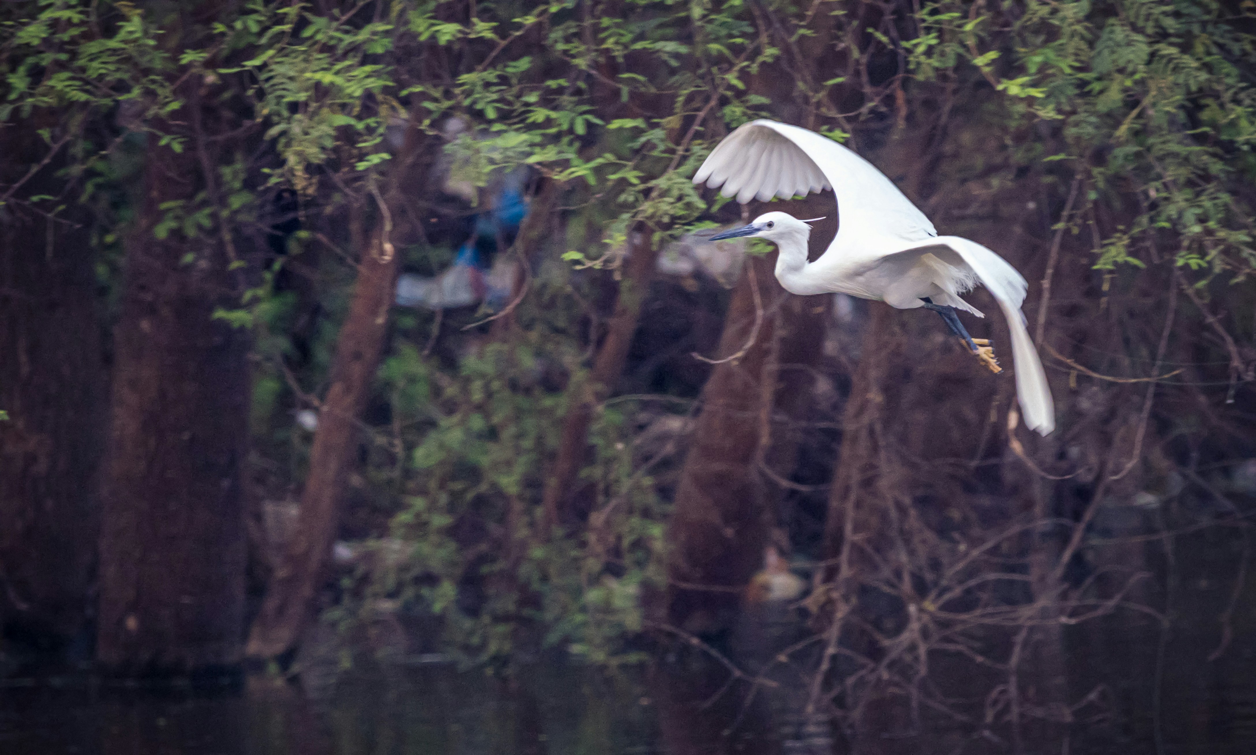 White Egret in Flight Over a Shadowed Riverside