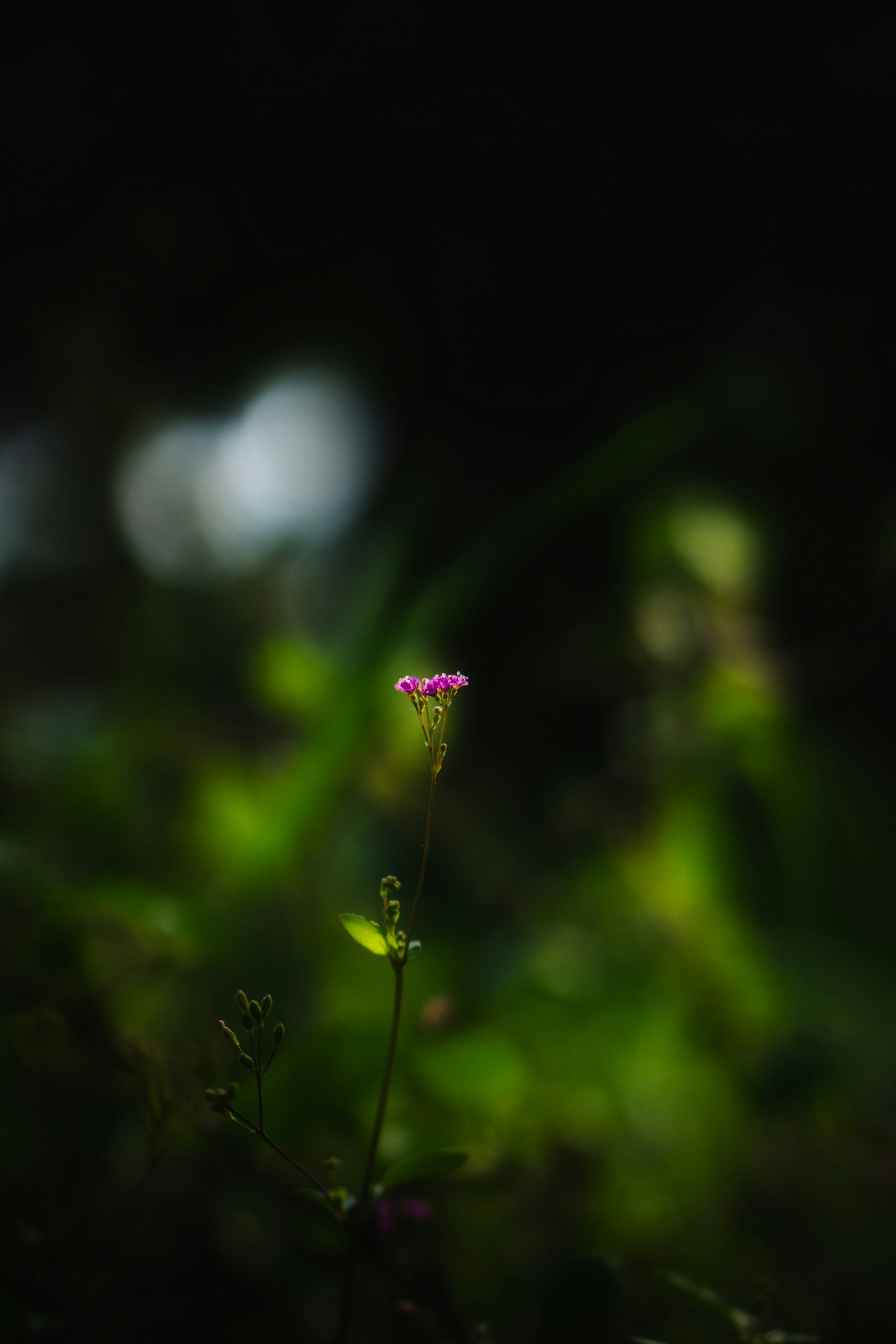 Delicate pink flower stands alone amidst a blurred backdrop of green foliage, highlighting its fragile beauty. Soft light enhances its ethereal presence.