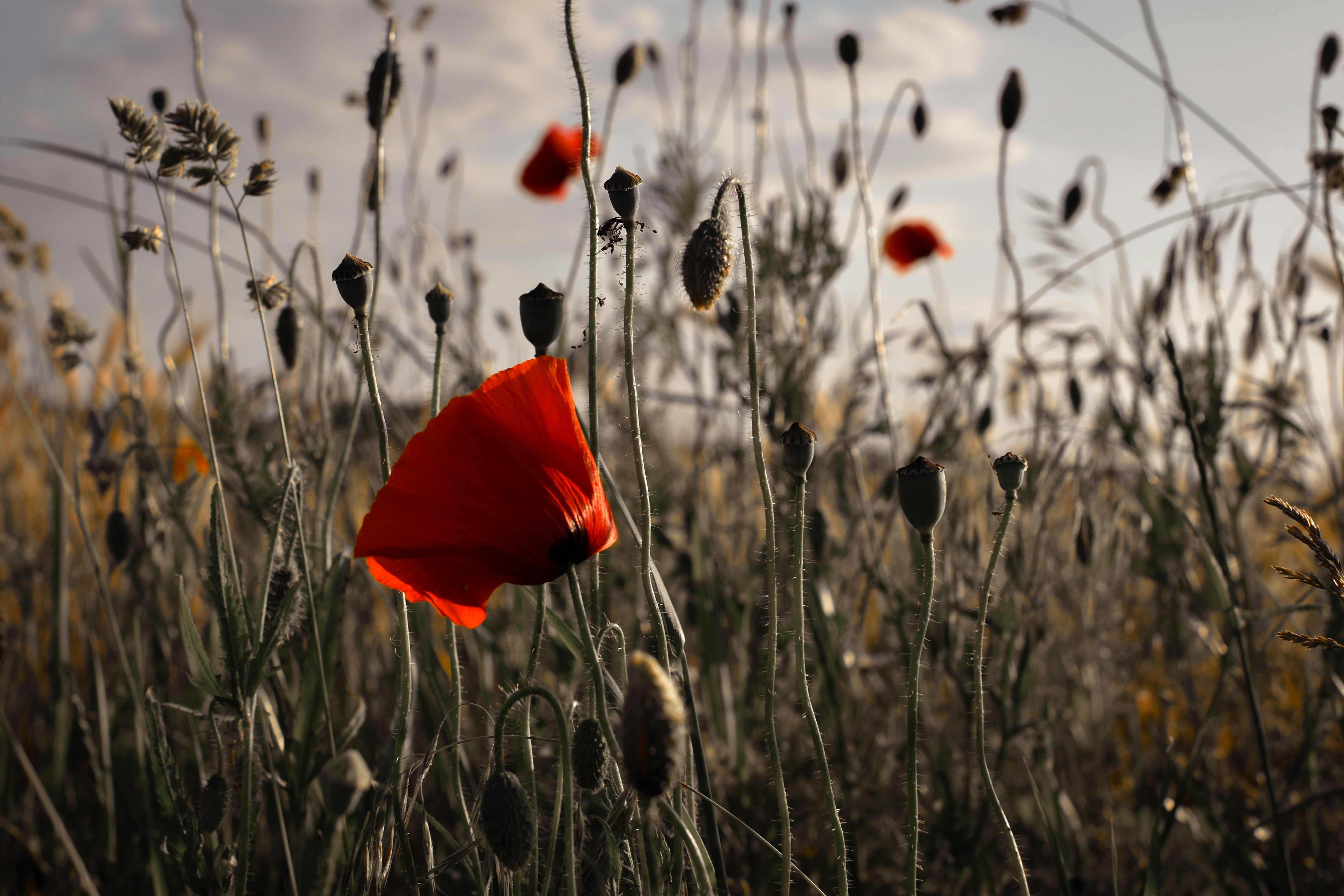 Crimson Poppy Amid Backlit Grasses in a Golden Meadow