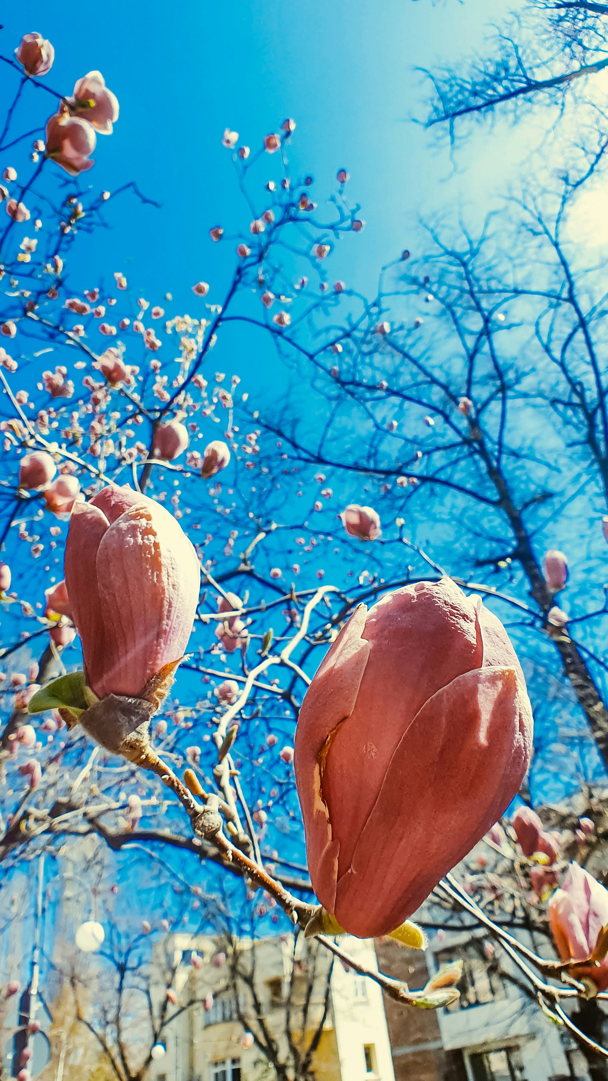 Cobalt Sky, Velvet Buds: A Magnolia Moment Reaching Spring