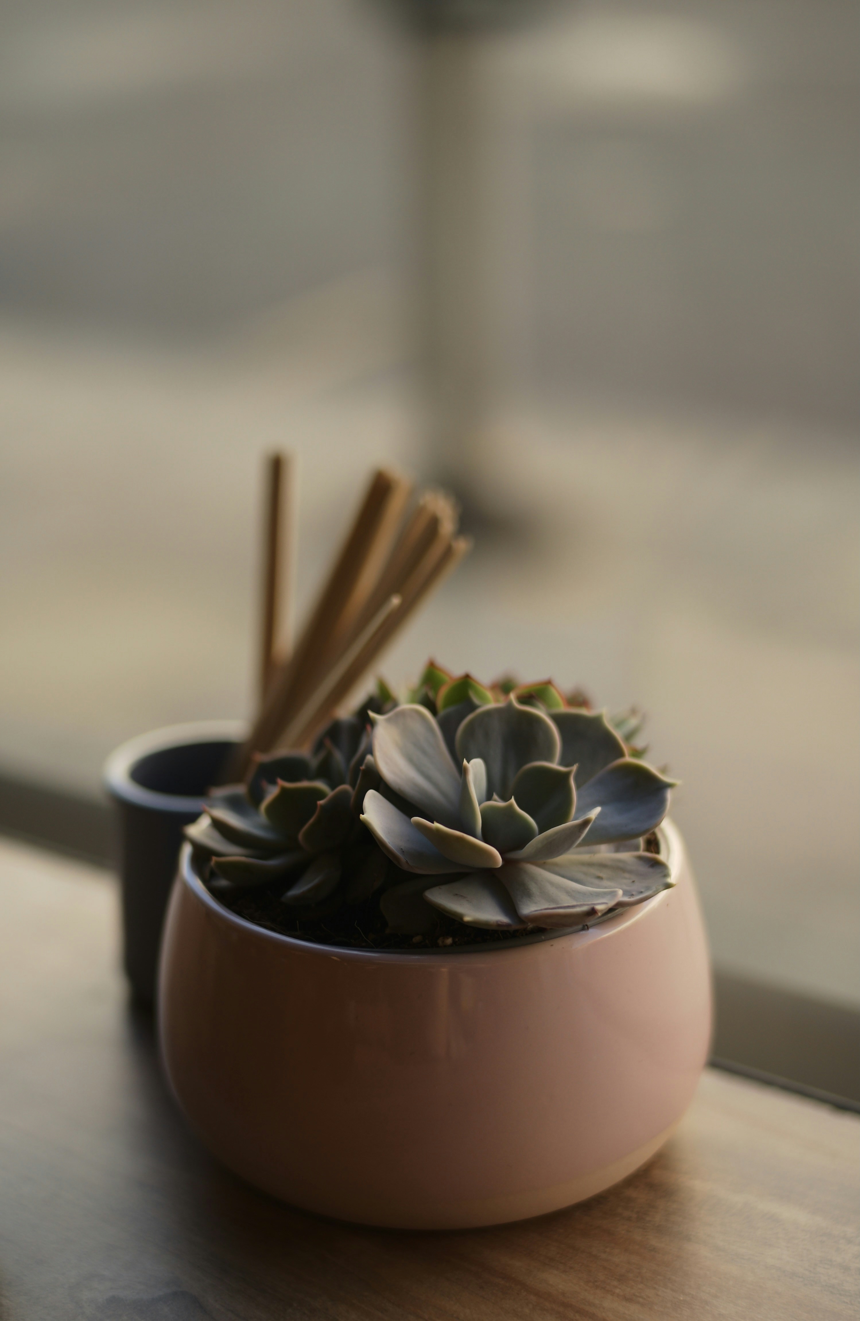A lush succulent arrangement in a pink ceramic pot, accompanied by decorative sticks and a small blue container. Soft natural light enhances the tranquil atmosphere.