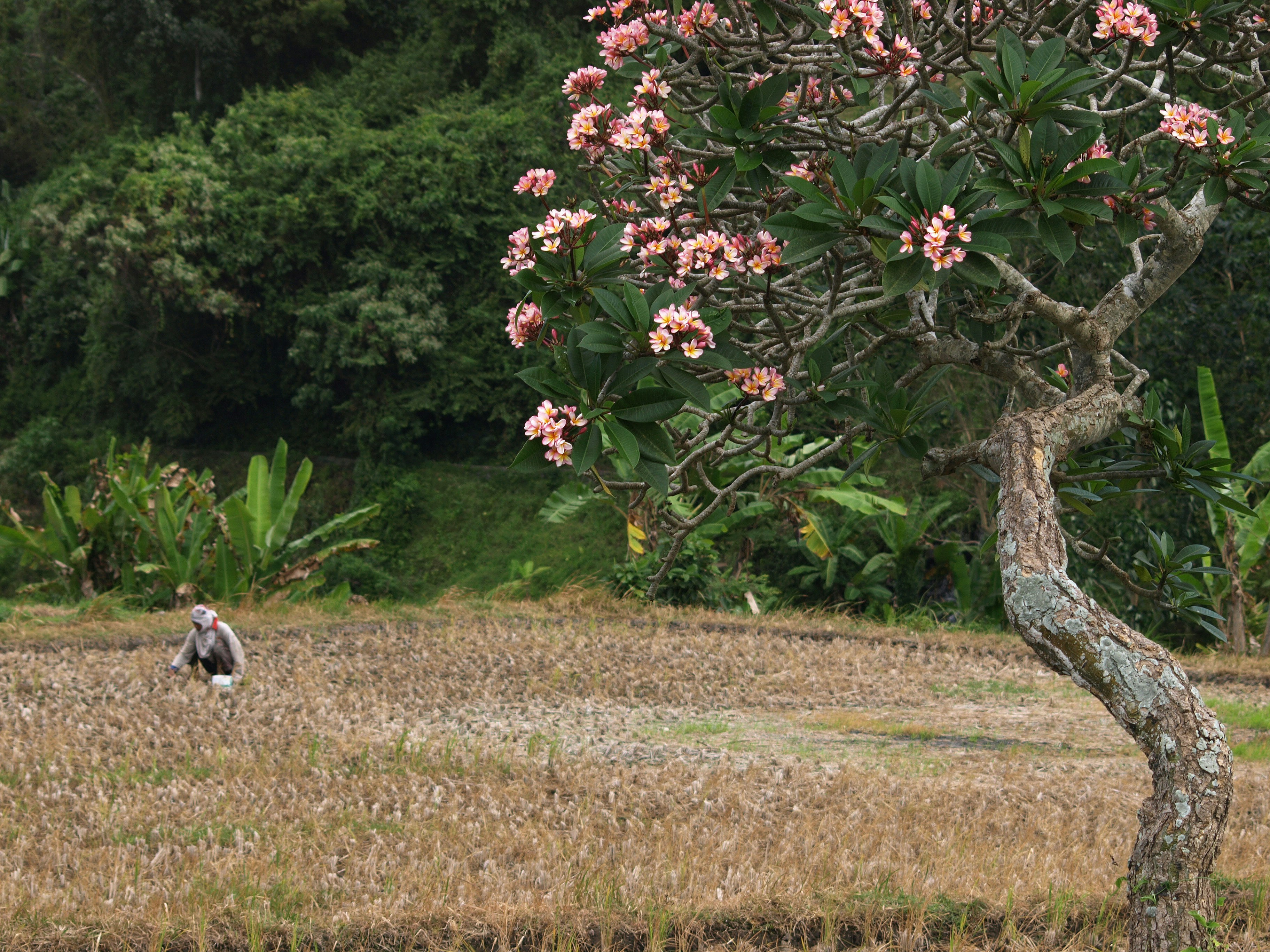 A solitary figure tending to a rice field, framed by a flowering tree, showcasing the balance between agriculture and natural beauty.