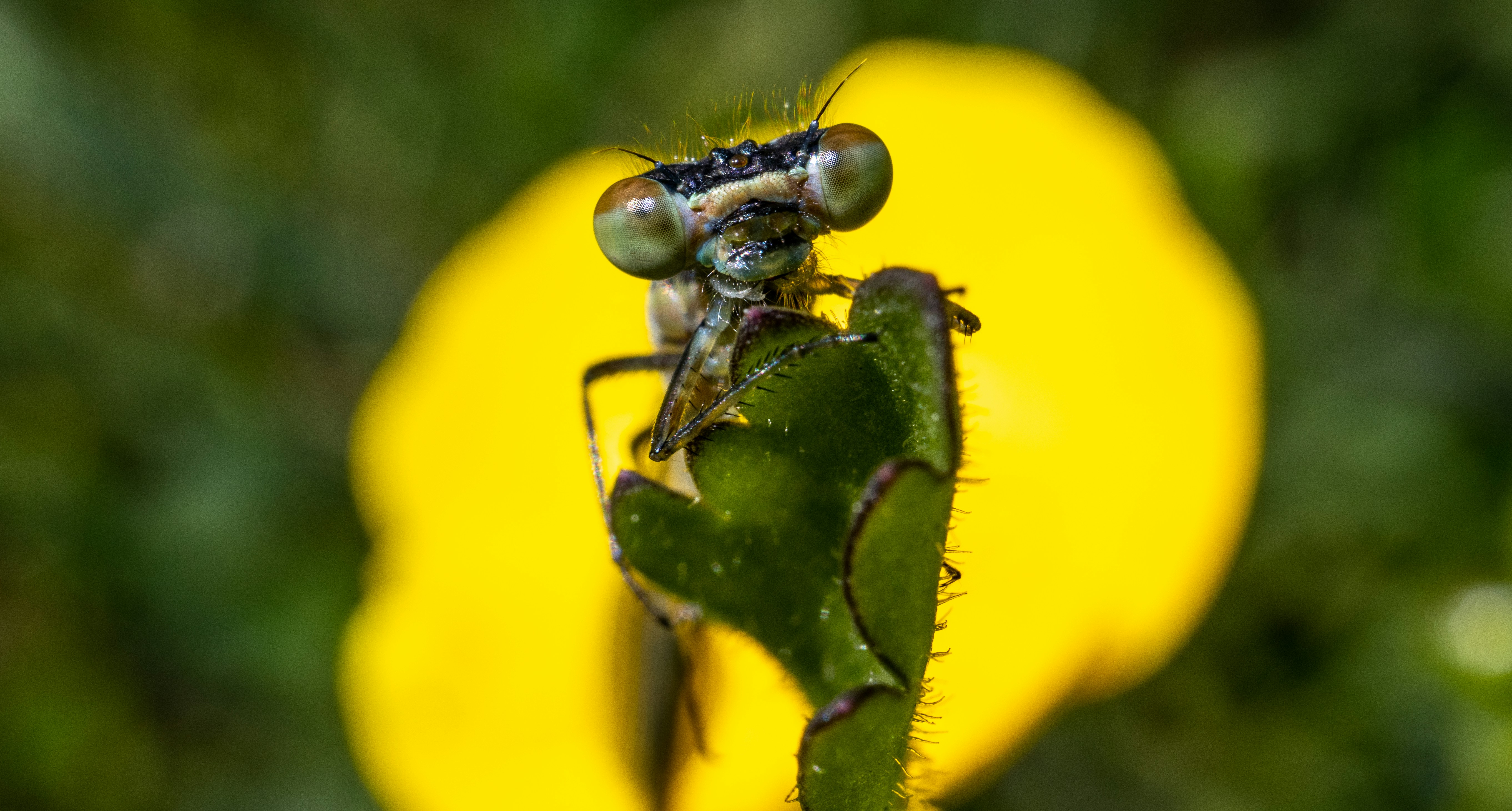 Emerald Eyes on a Leaf: Macro Portrait Against a Sunlit Yellow Bloom