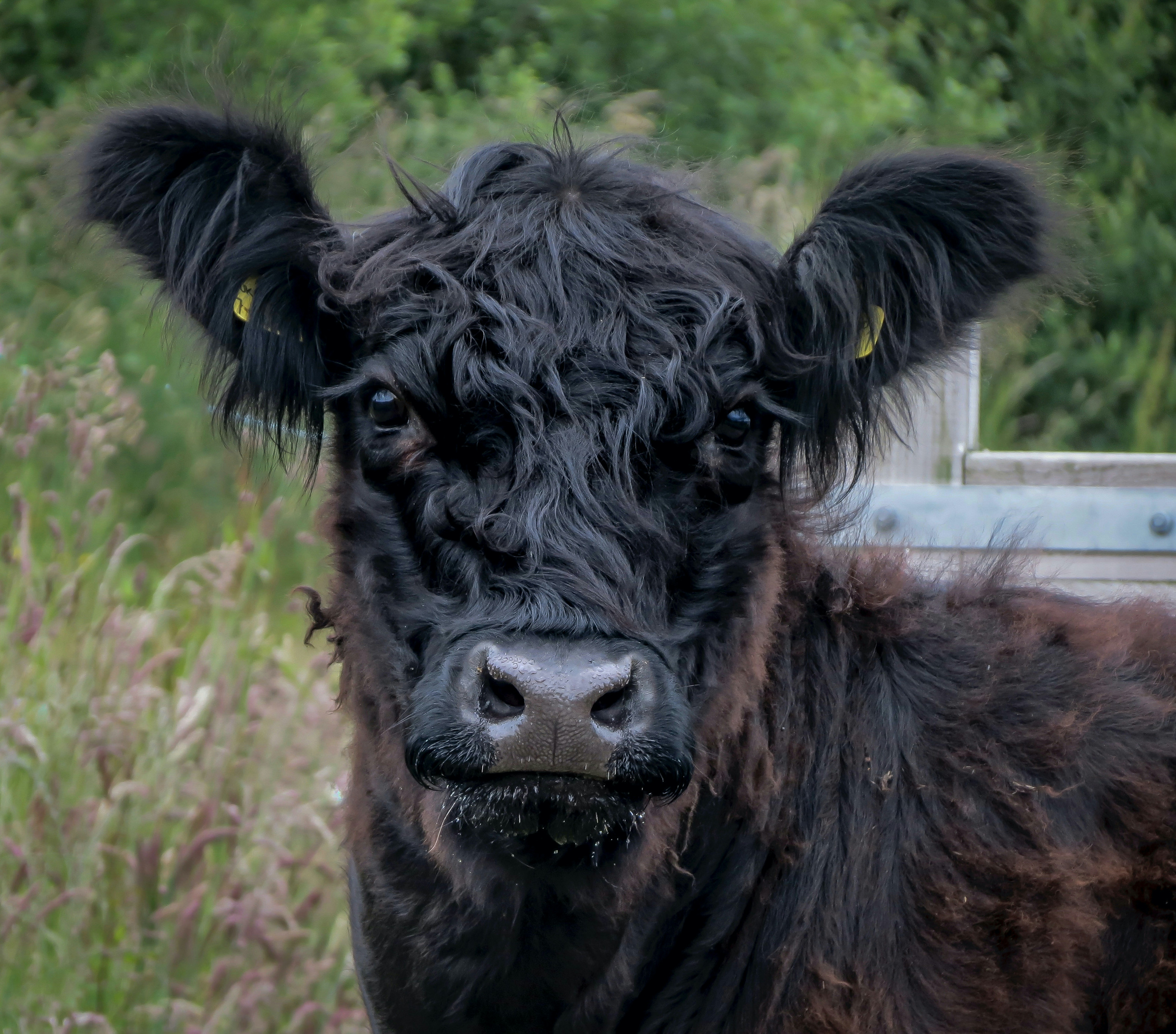 Close-up of a black calf with expressive eyes and tousled fur, surrounded by lush green grass. The calf appears curious and engaging.