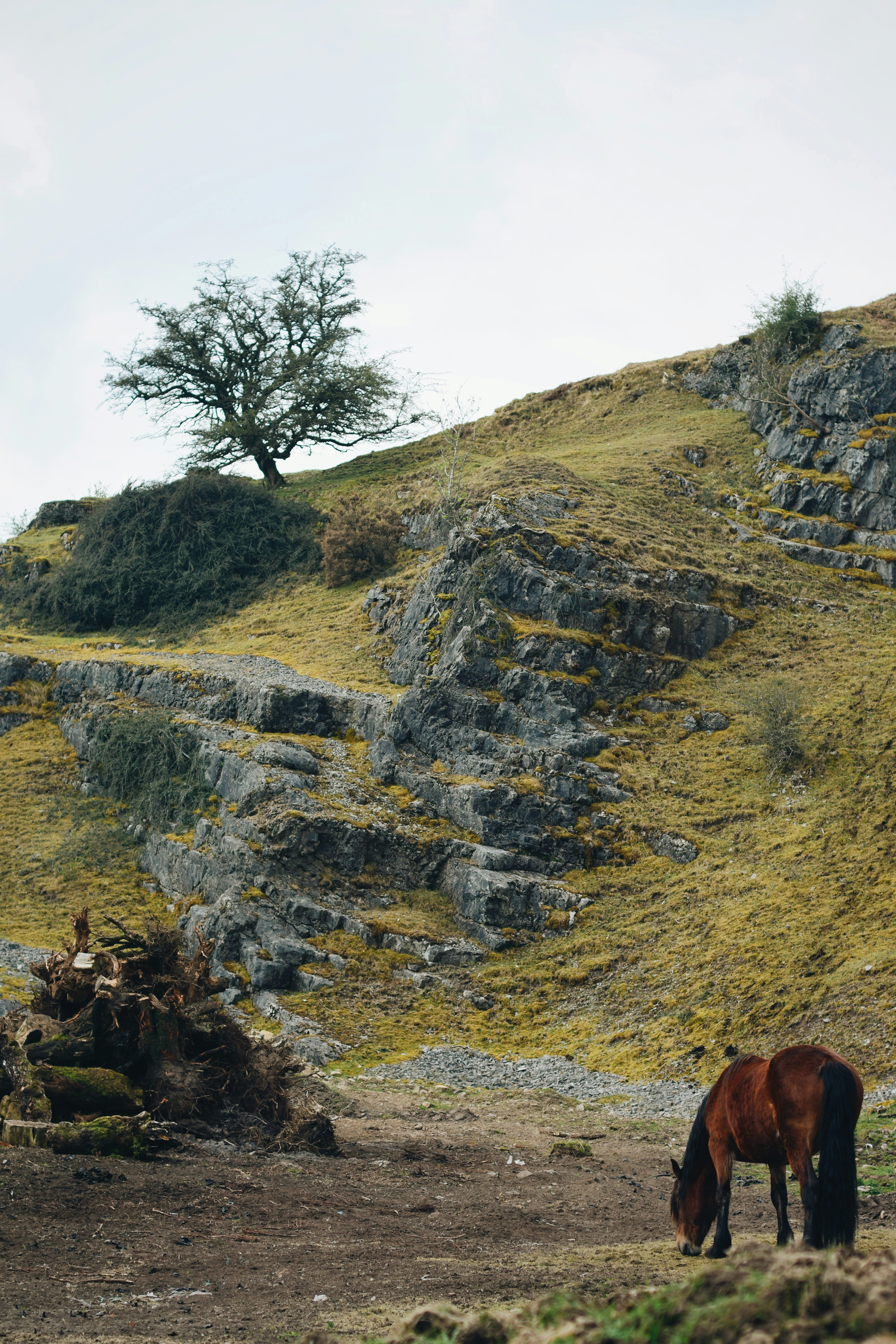 Grazing at the Edge: Lone Horse Amid Tiered Limestone Slopes
