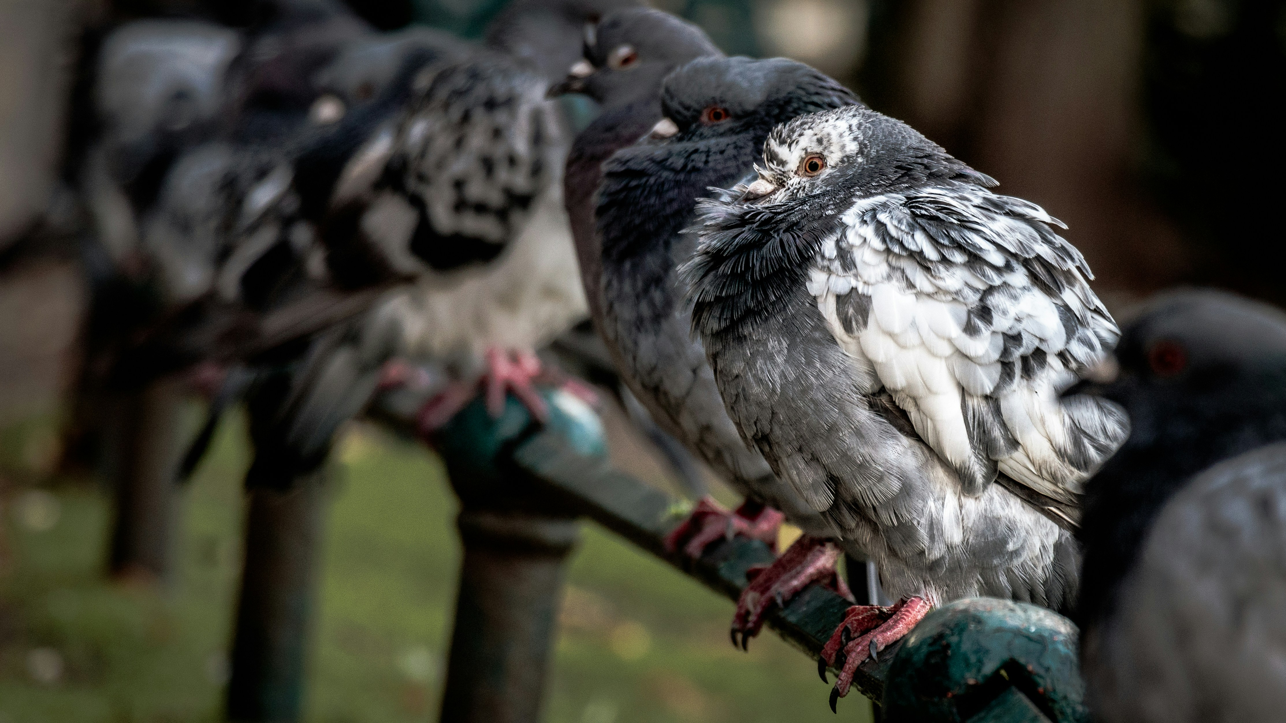 A group of pigeons perched closely together on a railing, showcasing their unique plumage and urban habitat. The scene captures the essence of city wildlife.