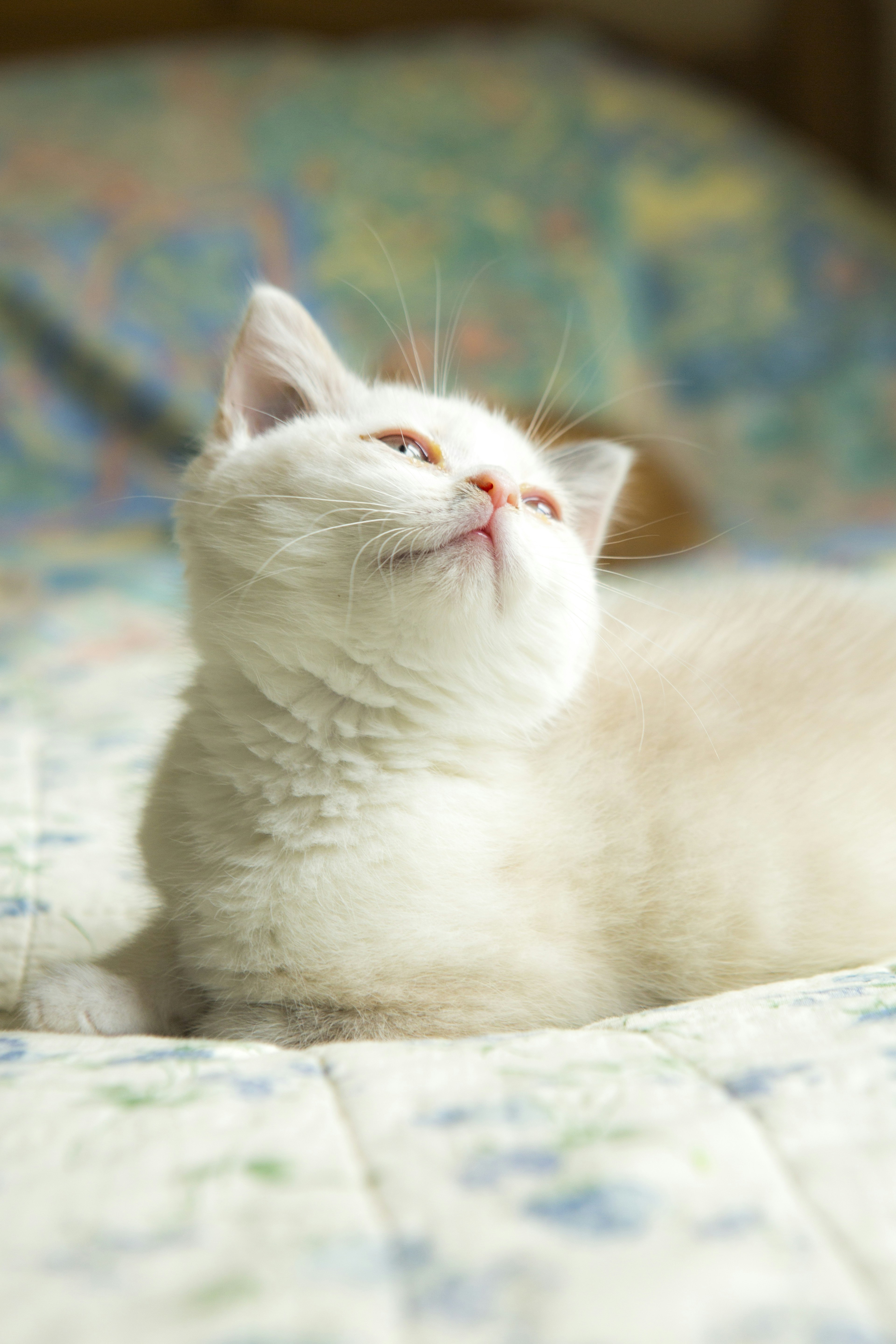 Fluffy white cat gazing upward, resting on a colorful quilt. The gentle light highlights its fur and curious expression.