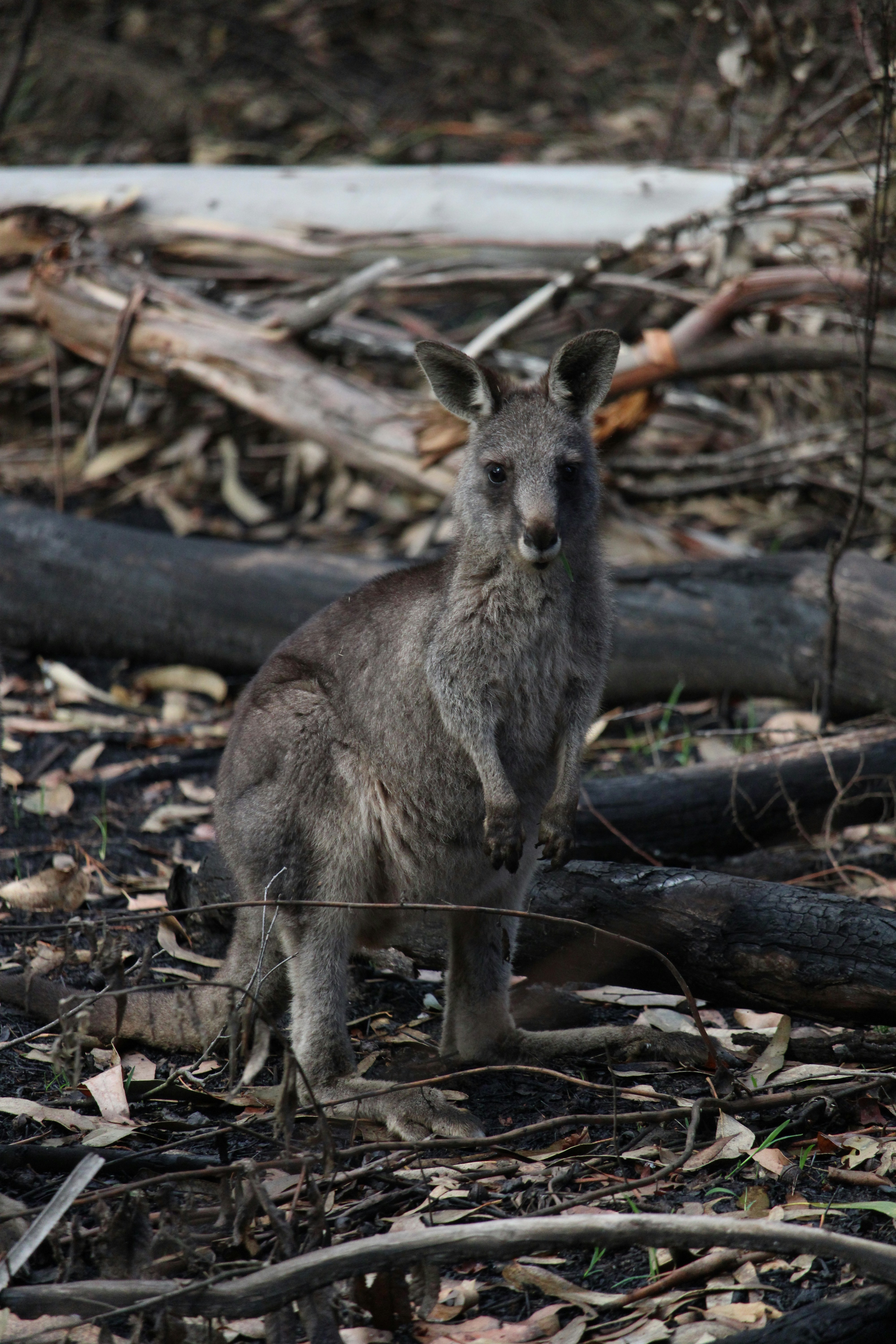 Brown kangaroo standing on brown dried leaves during daytime photo ...
