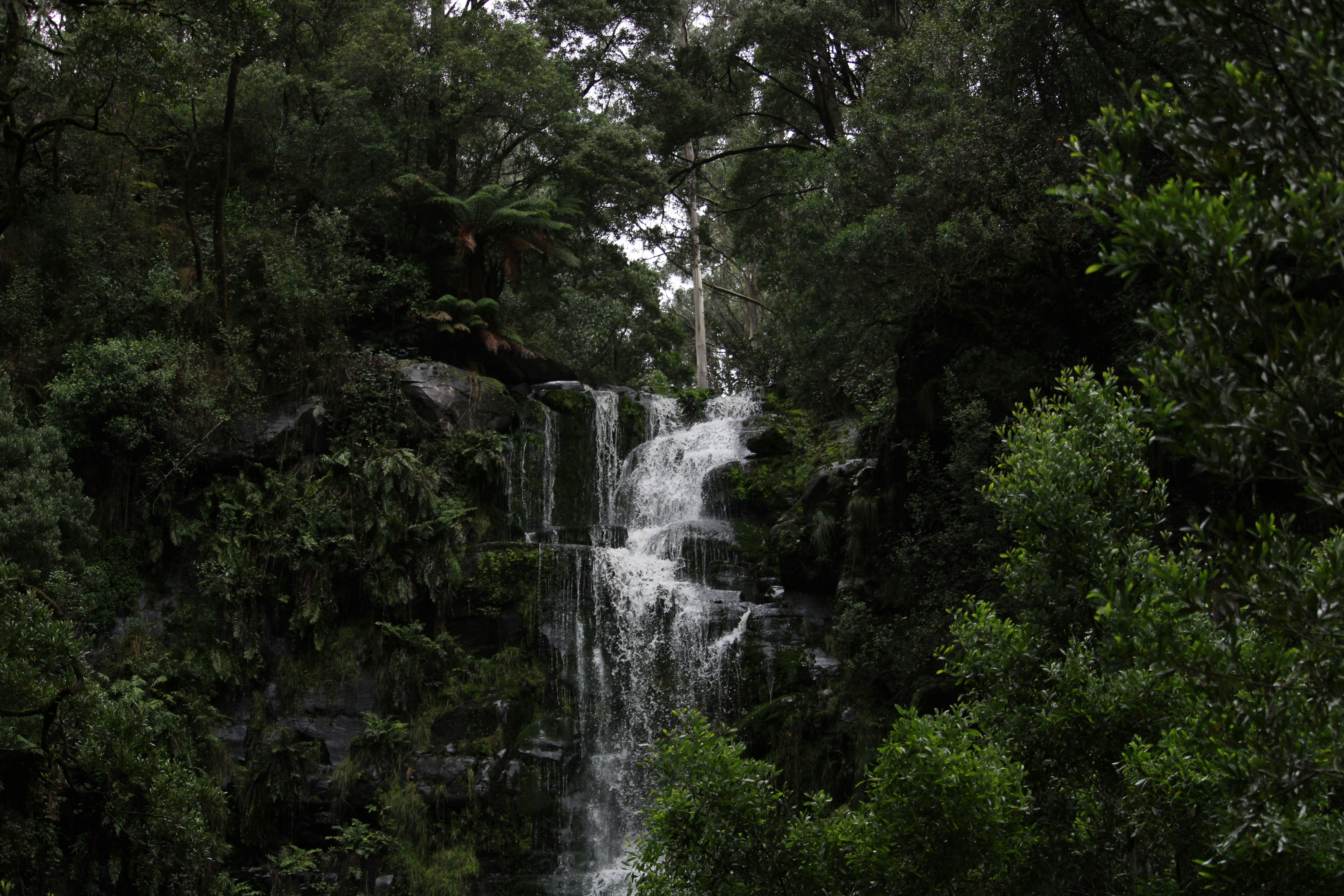 Shadebound Cascade: a Quiet Waterfall Woven into Dense Canopy