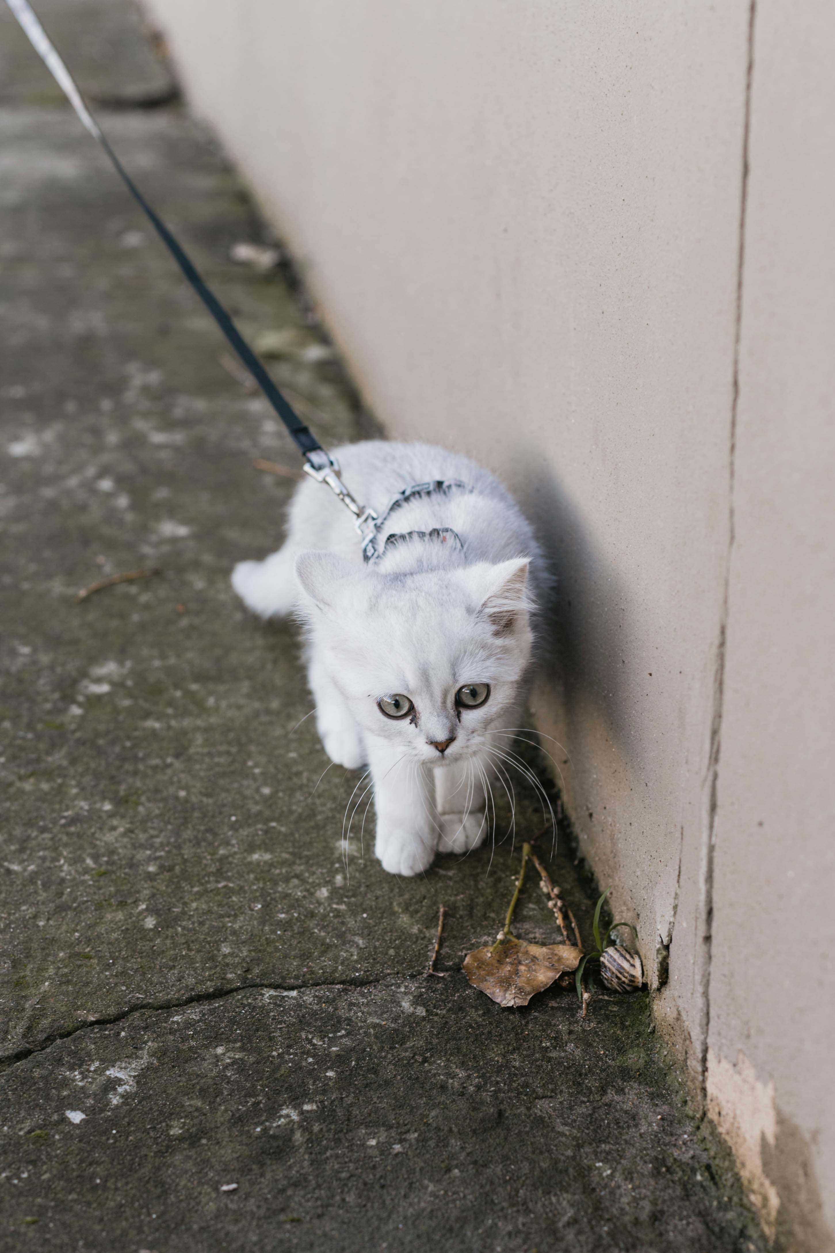 A playful white cat exploring its surroundings while on a leash, with a focus on its curious expression as it approaches a wall. The scene captures the essence of feline curiosity.