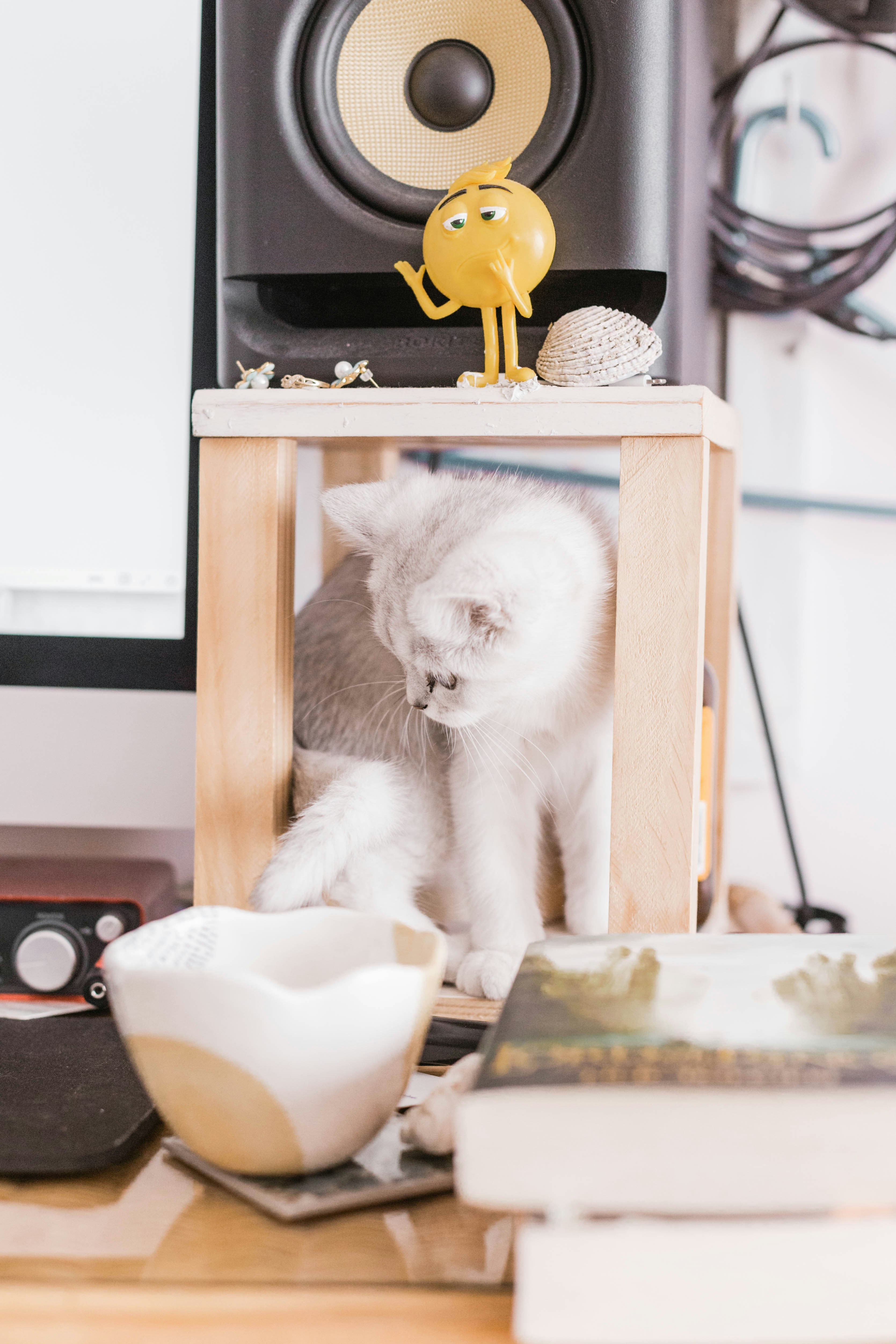 Under the Shelf: A Curious Kitten Watches the World