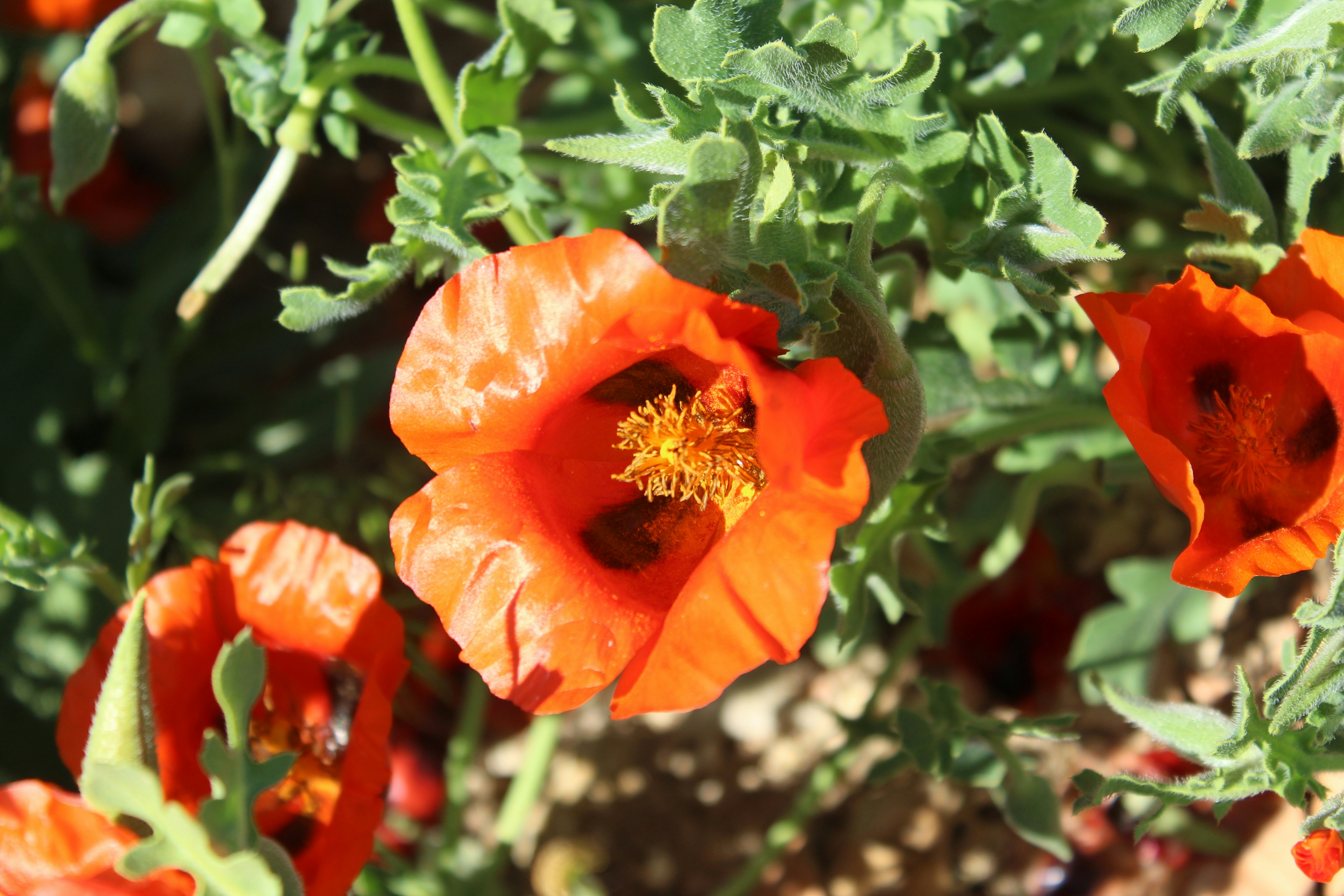 Vivid Orange Poppies: Focused Bloom Amid Greenery