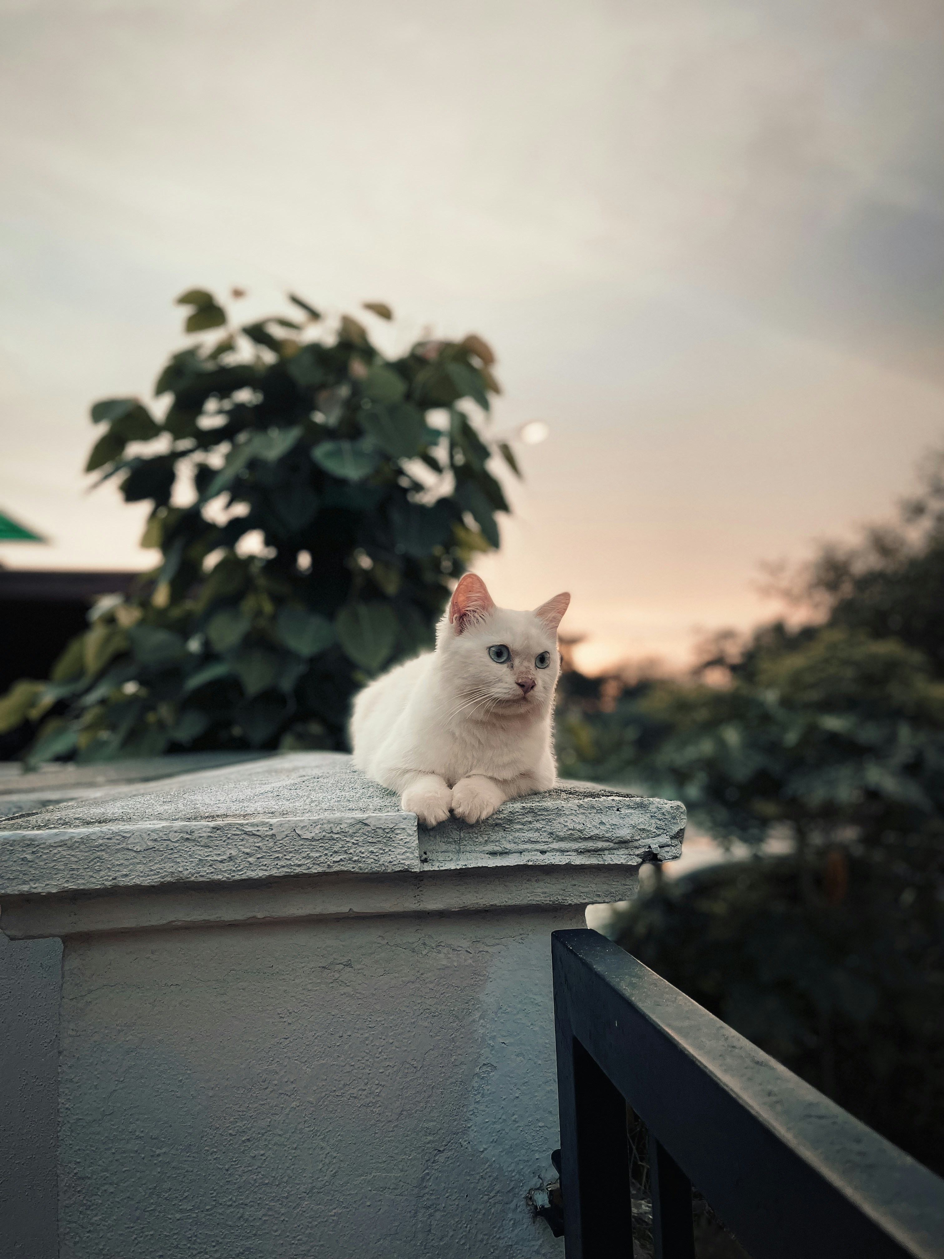 white cat on gray concrete wall during daytime