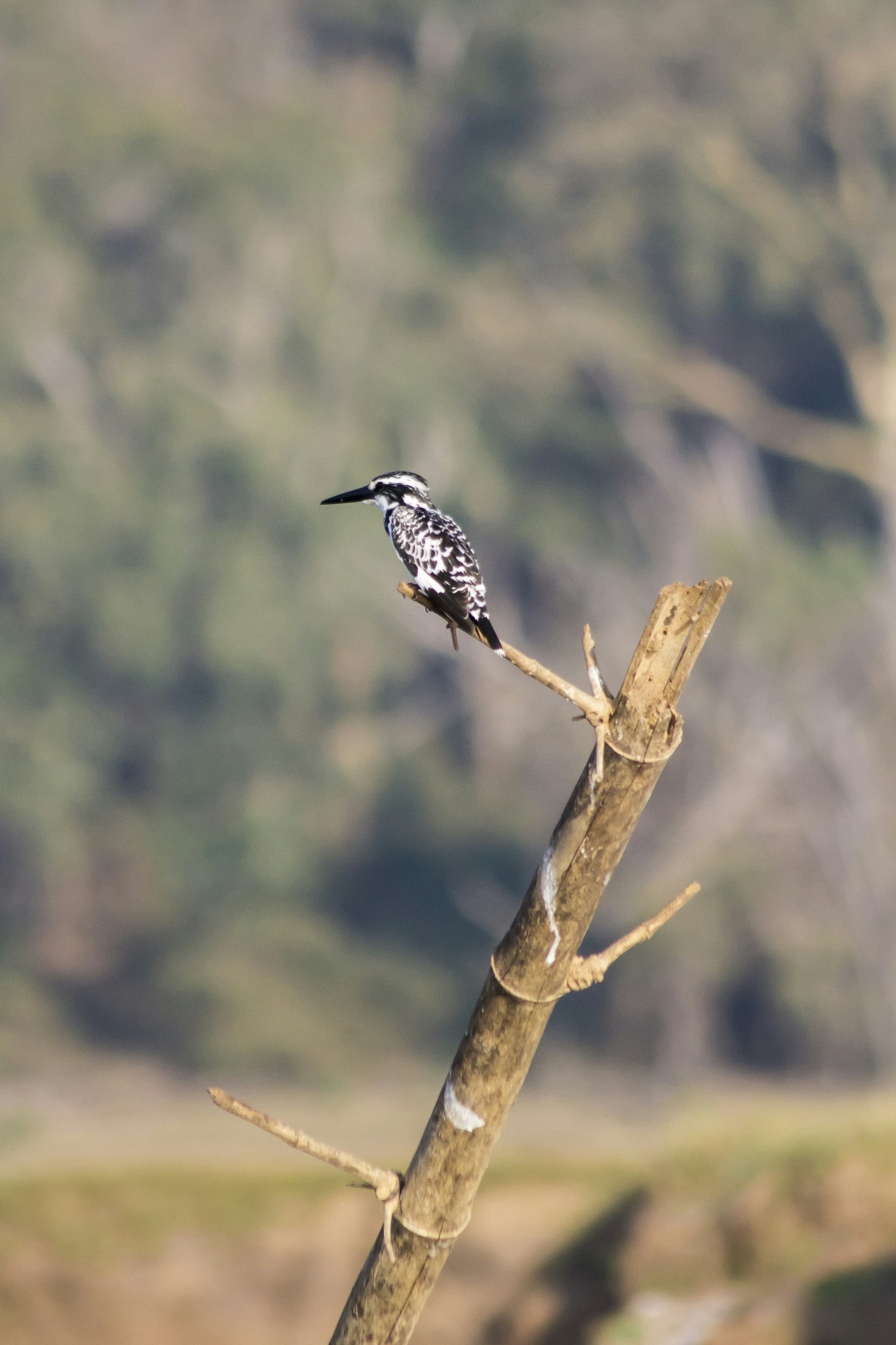 Perched on a Weathered Snag: A Black-and-White Bird in Quiet Forest Light