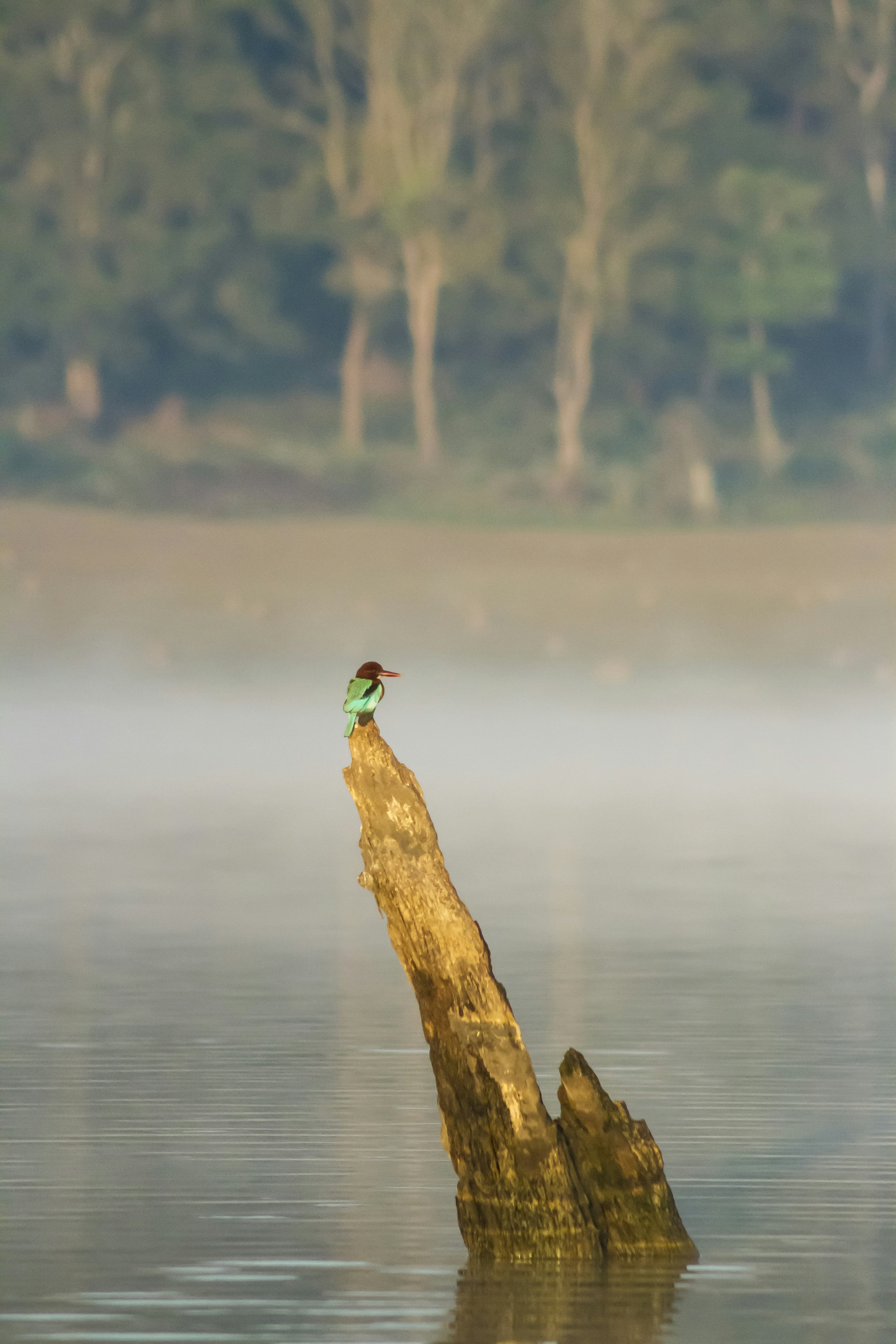 Kingfisher Sentinel on a Weathered Log in Mist