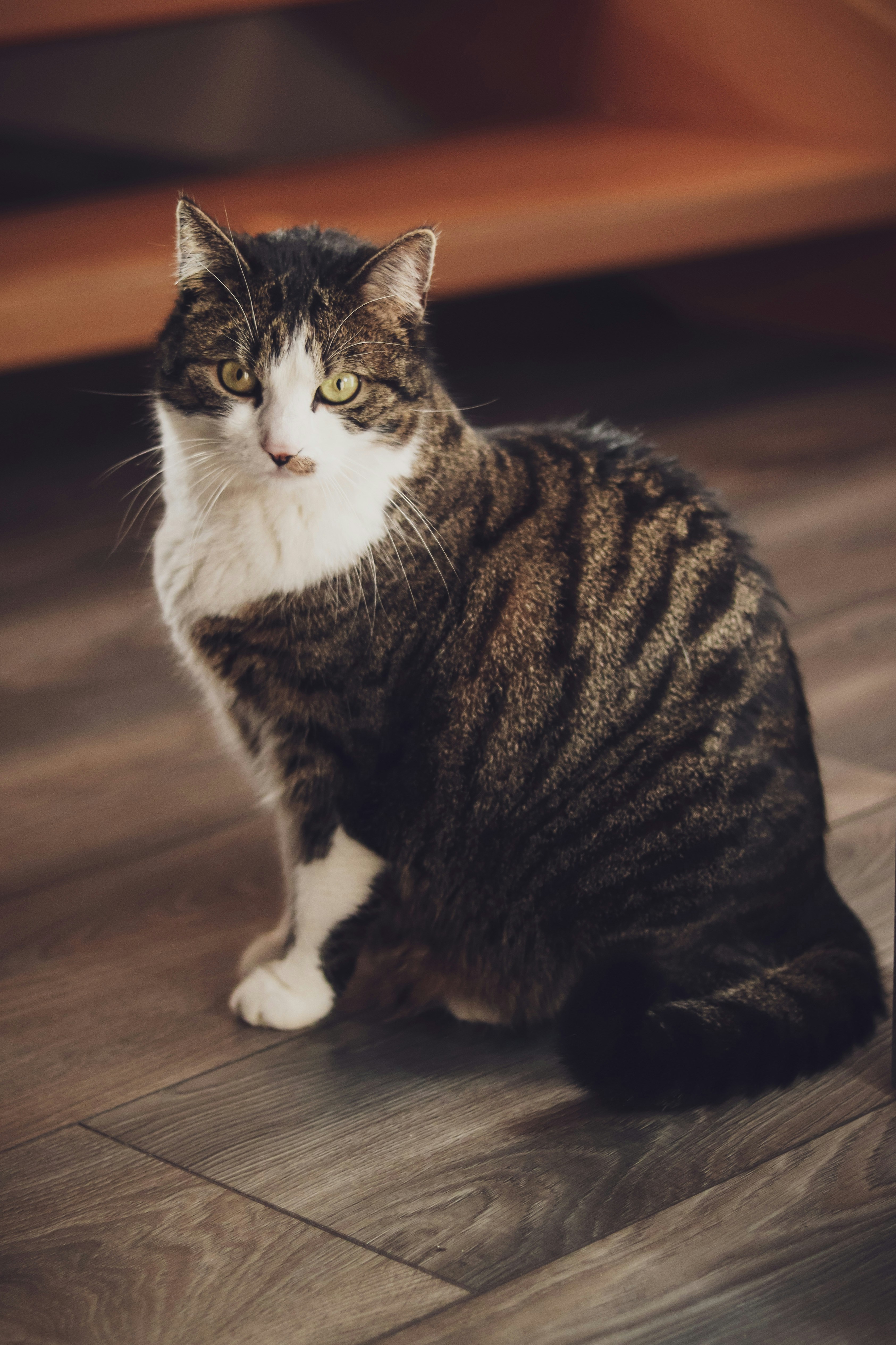 Tabby cat with striking green eyes sitting gracefully on wooden floor, exuding curiosity and charm.