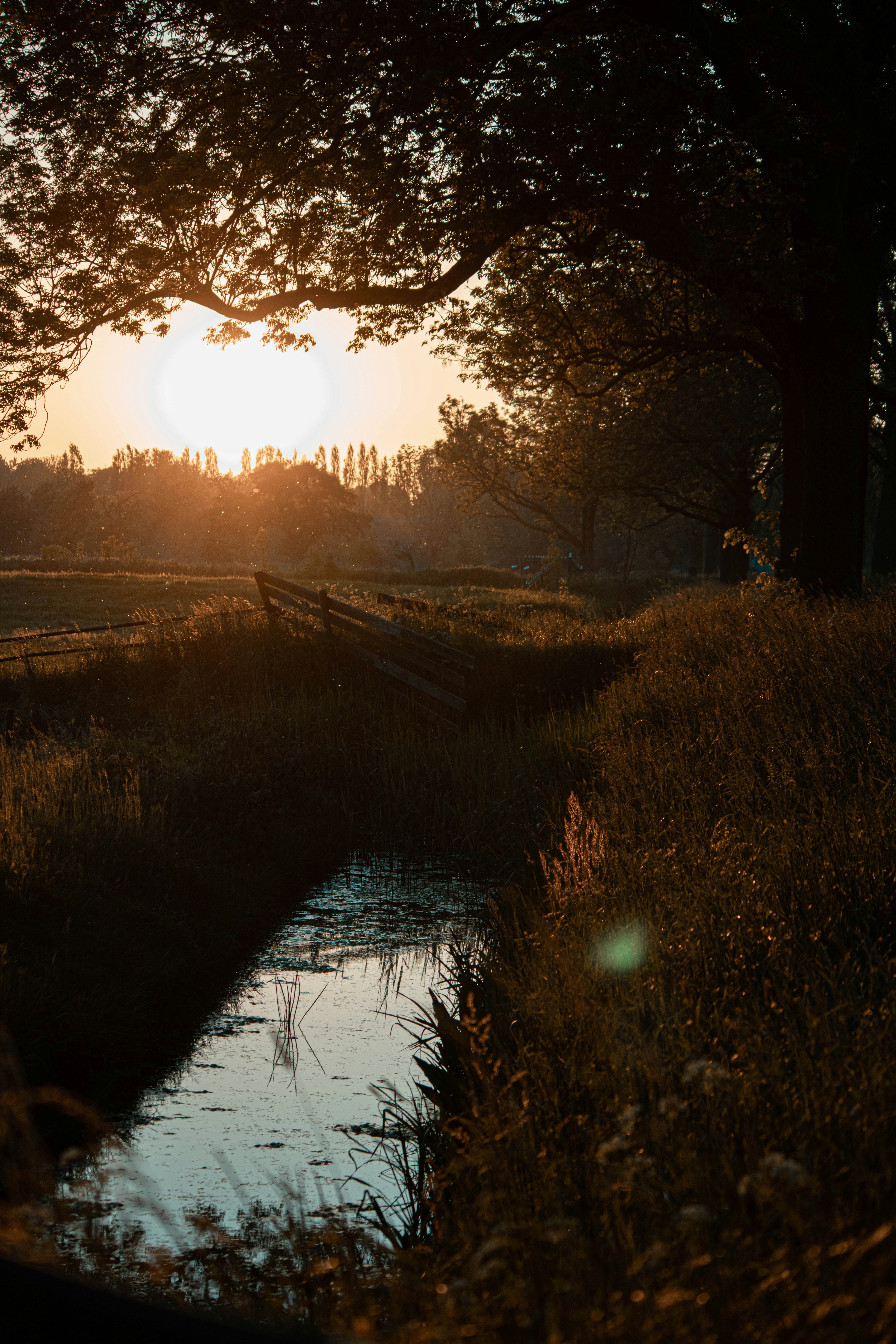 Dusk on the Verge: Sunlit Canal Framed by Trees and Fence