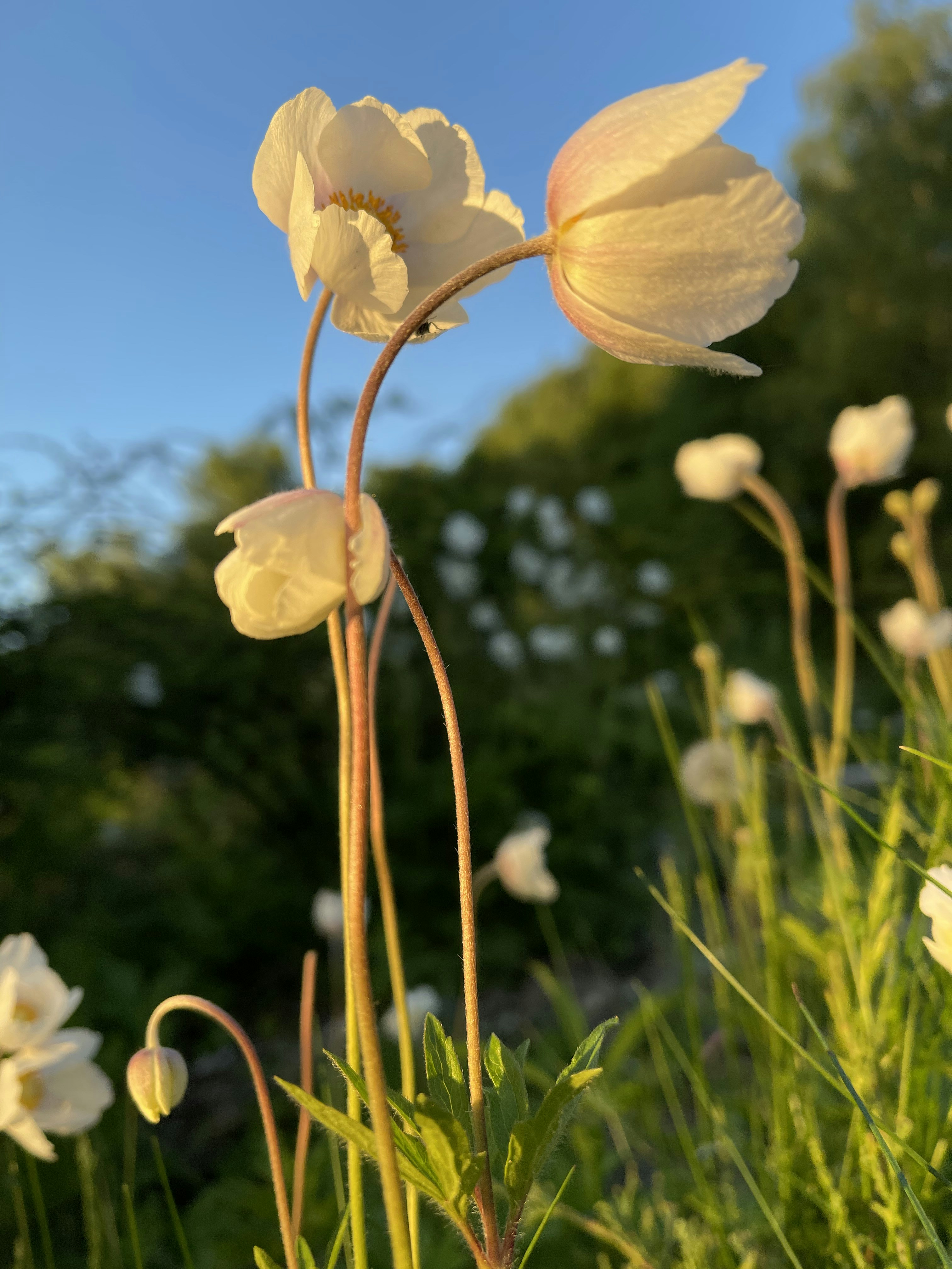 Arctic Poppy Drawing