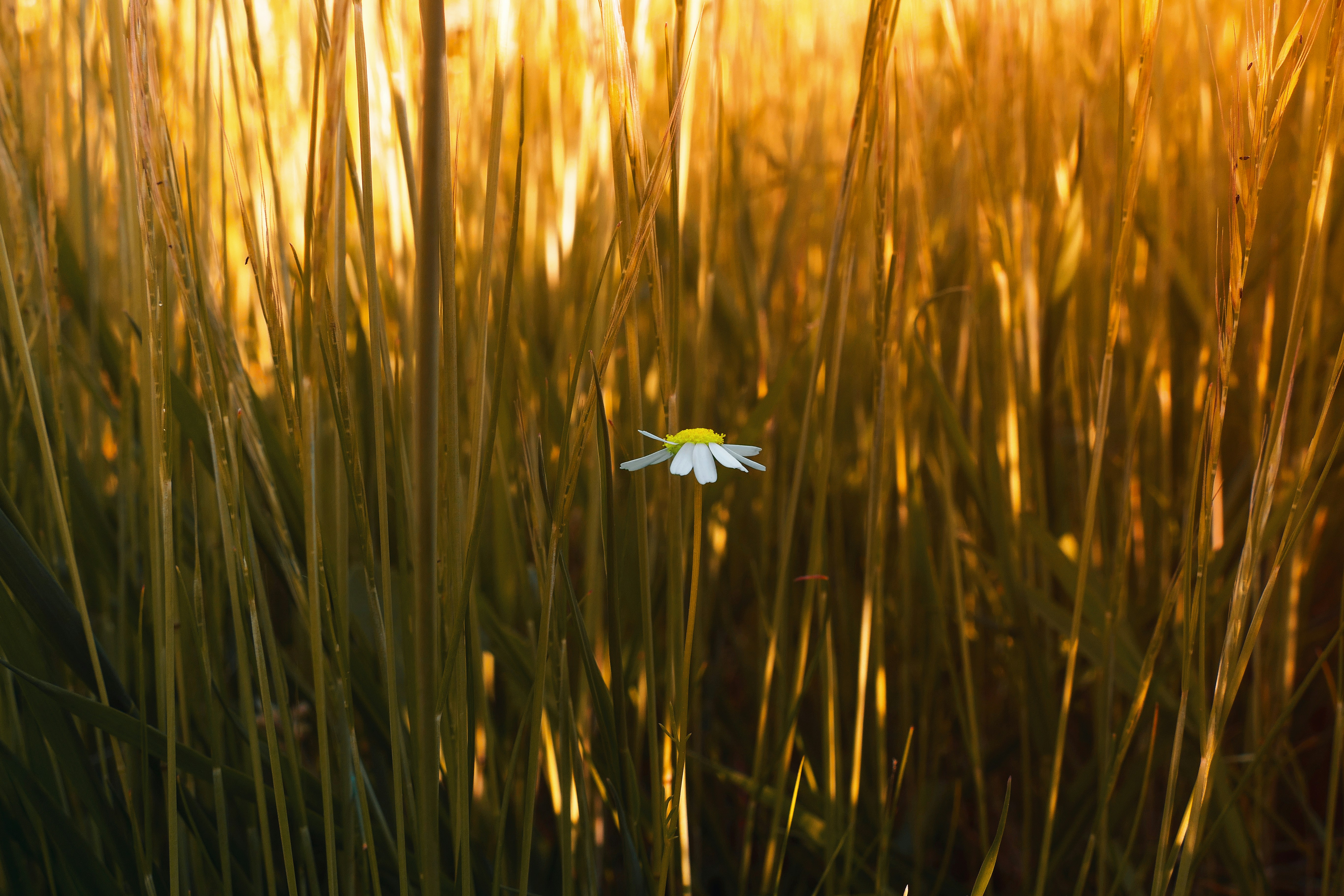 Daisy in a Golden Field: Quiet Spotlight at Sunset