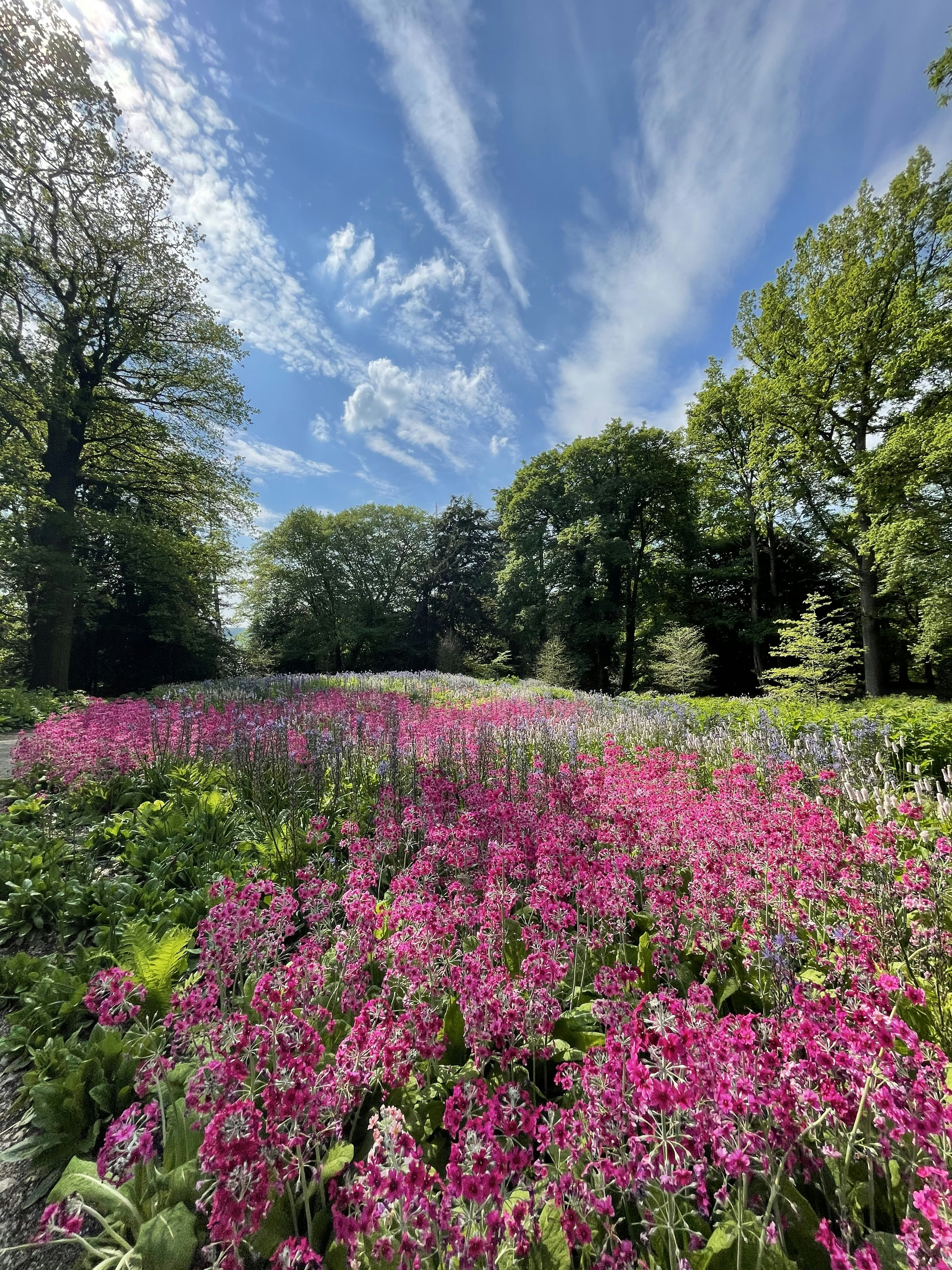 Champ de fleurs violettes pendant la journée photo – Image gratuite de ...