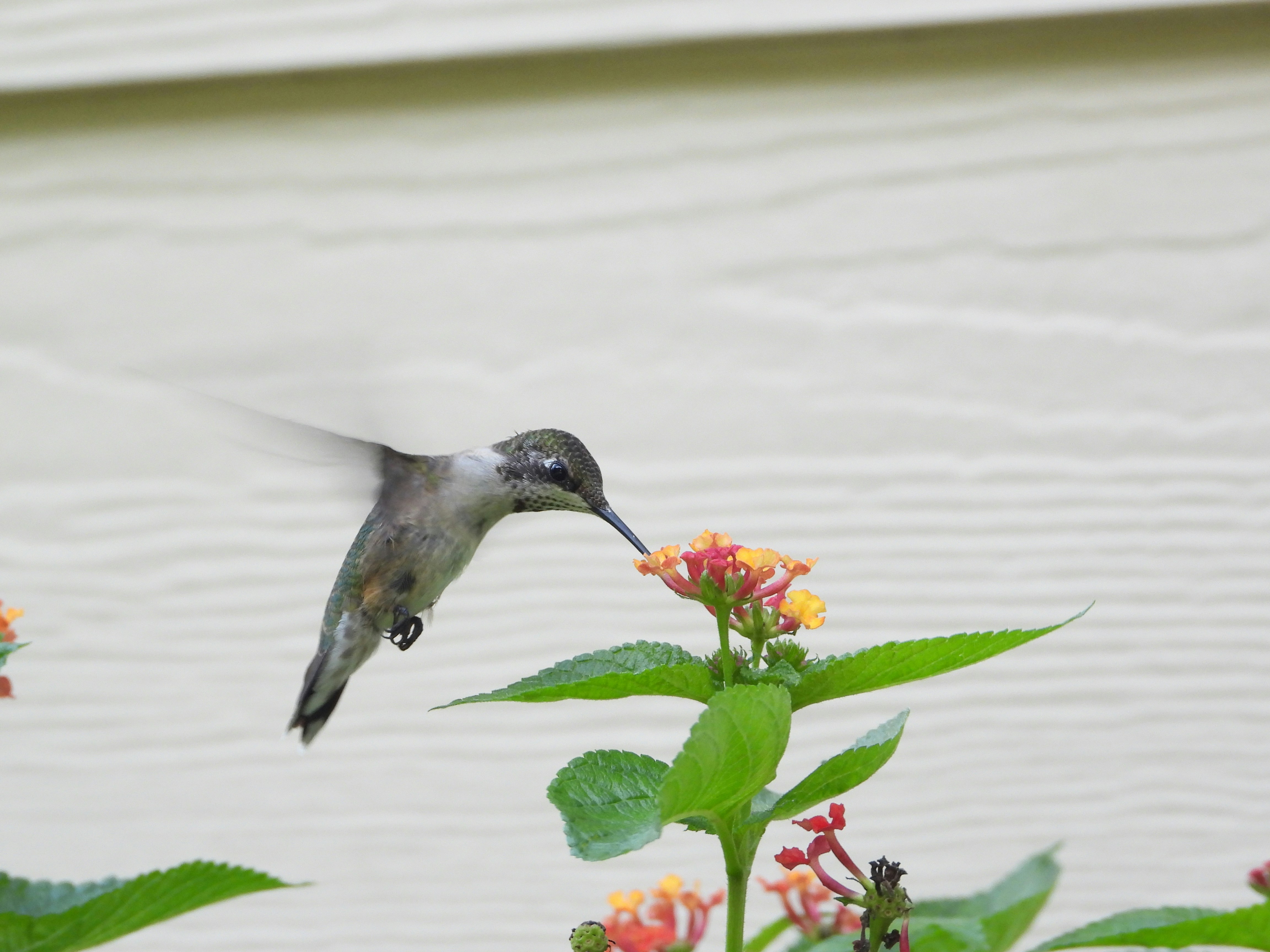 Foto Colibrí negro y rojo volando sobre flor roja – Imagen Pájaro ...