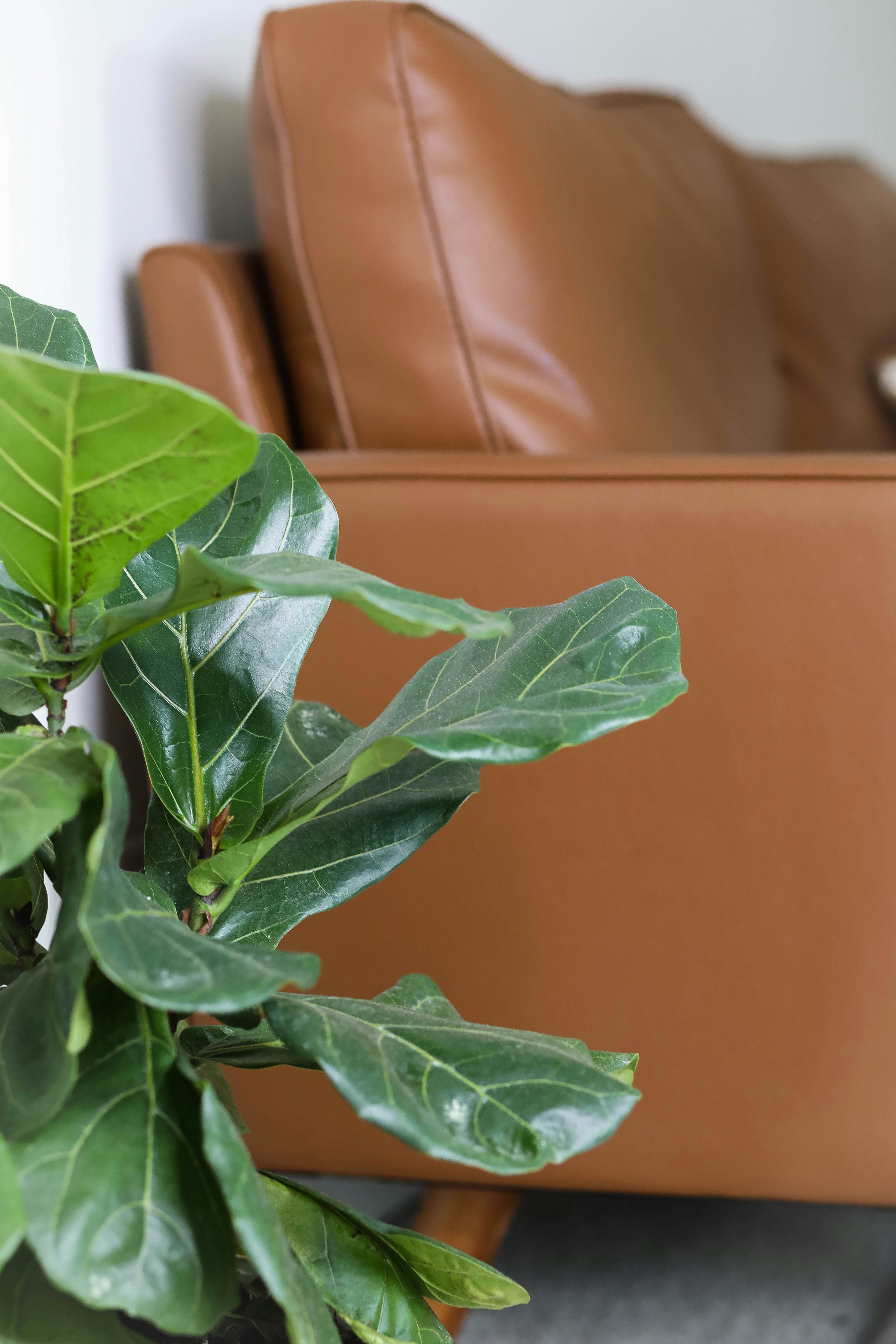 Verdant Leaves Framed by Leather Quietude
