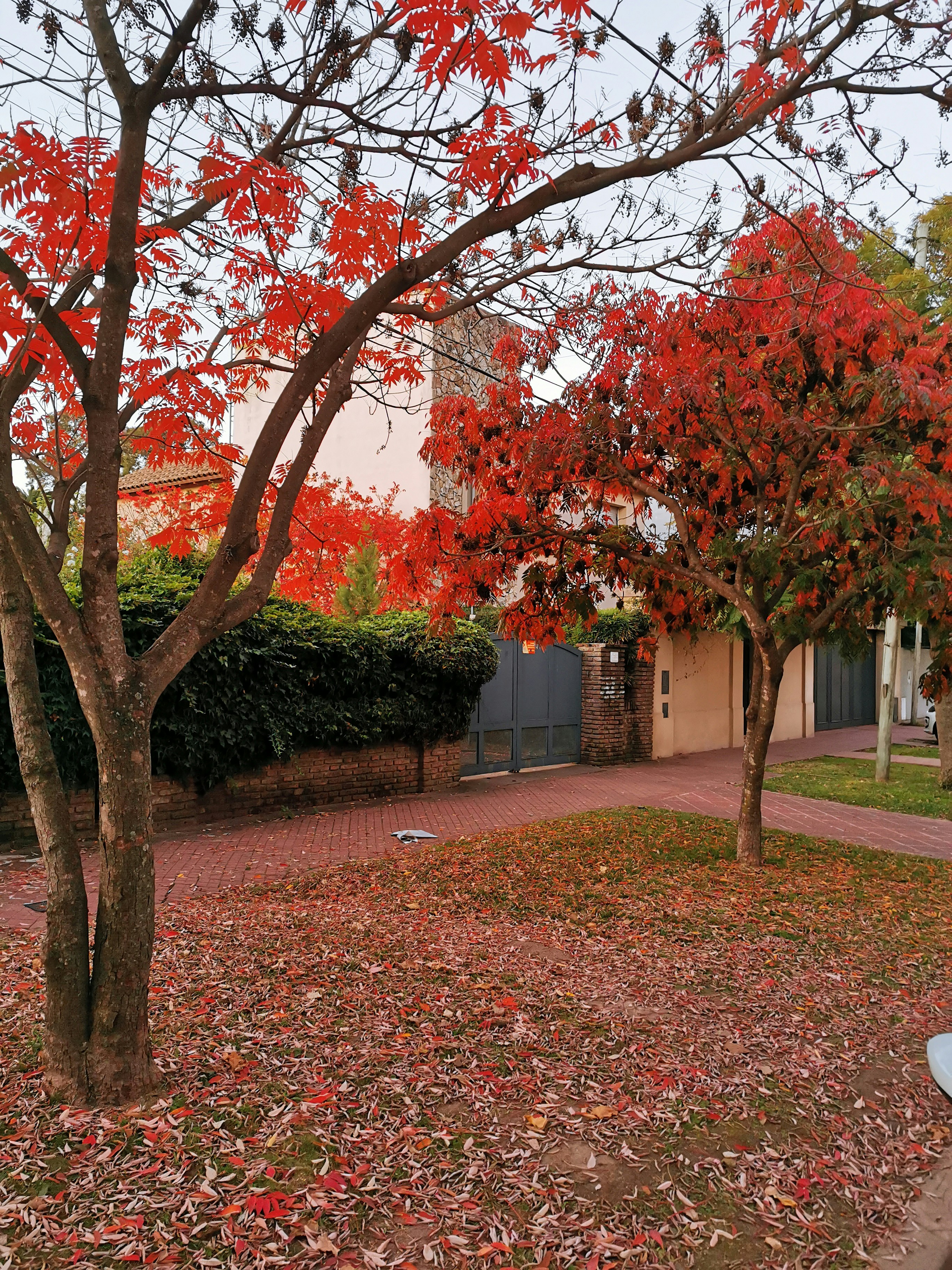 Crimson Canopy Over a Quiet Suburban Lane