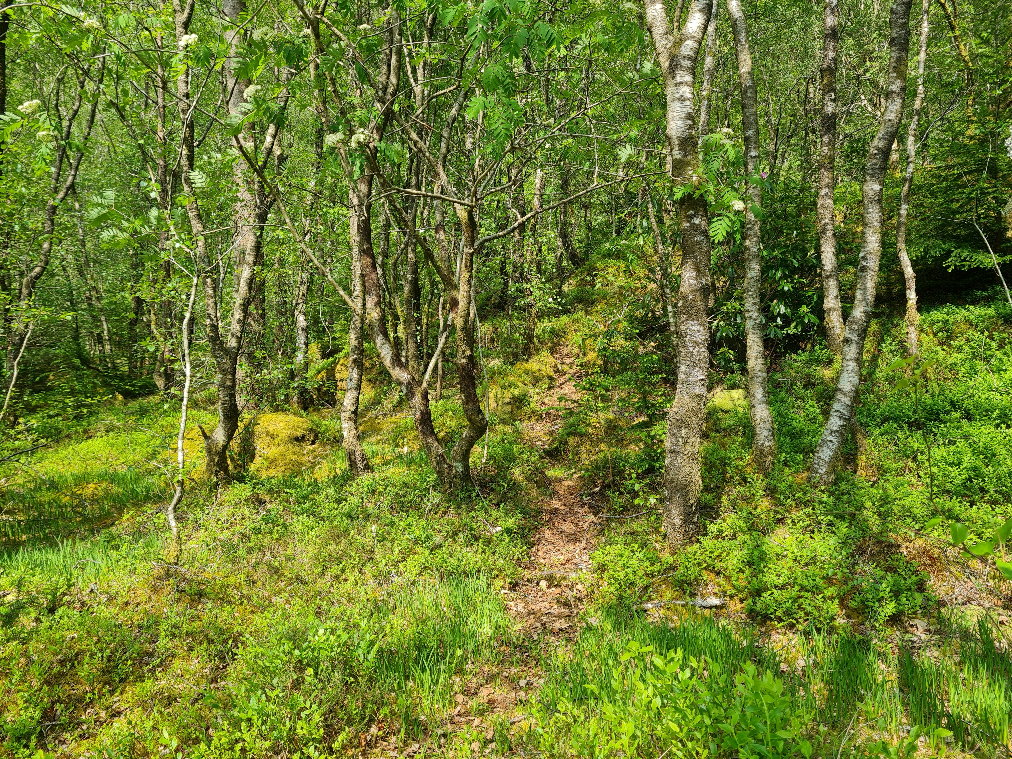Lush forest scene featuring a winding path surrounded by vibrant greenery and slender trees. The sunlight filters through the leaves, creating a serene atmosphere.