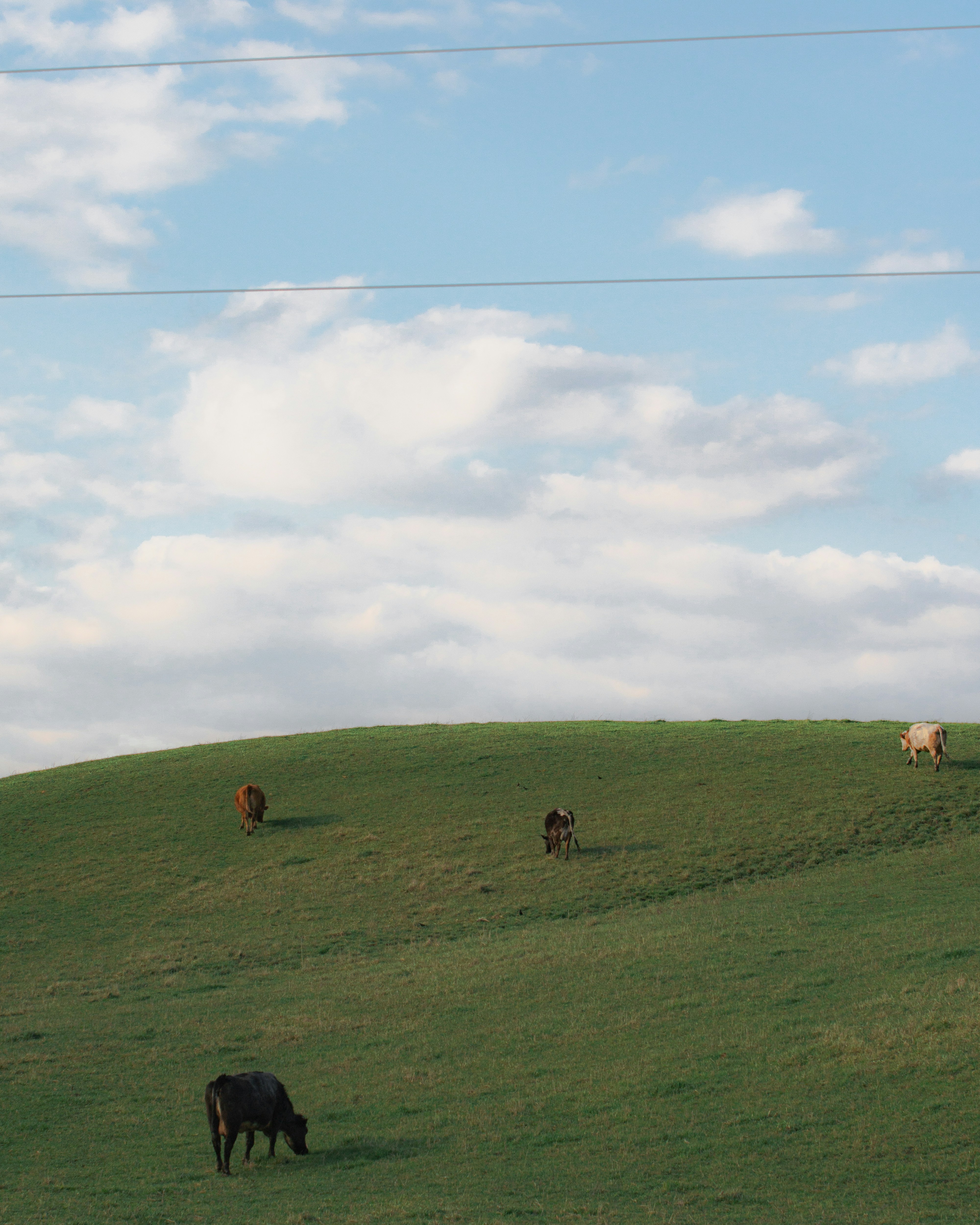Cows grazing peacefully on a lush green hillside under a partly cloudy sky.