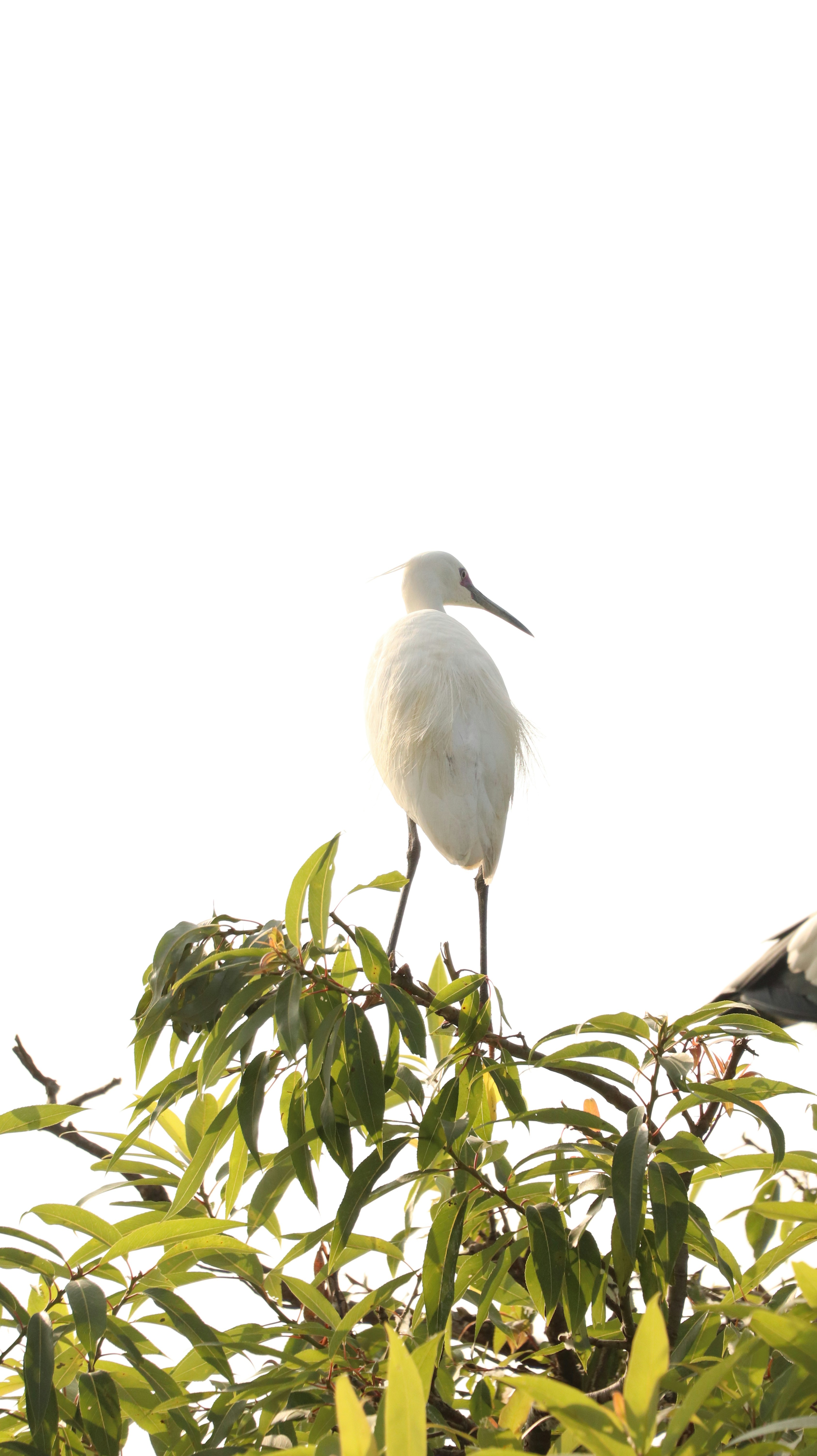 A white heron perched gracefully on green foliage, silhouetted against a bright background. Its poised stance suggests alertness and tranquility.